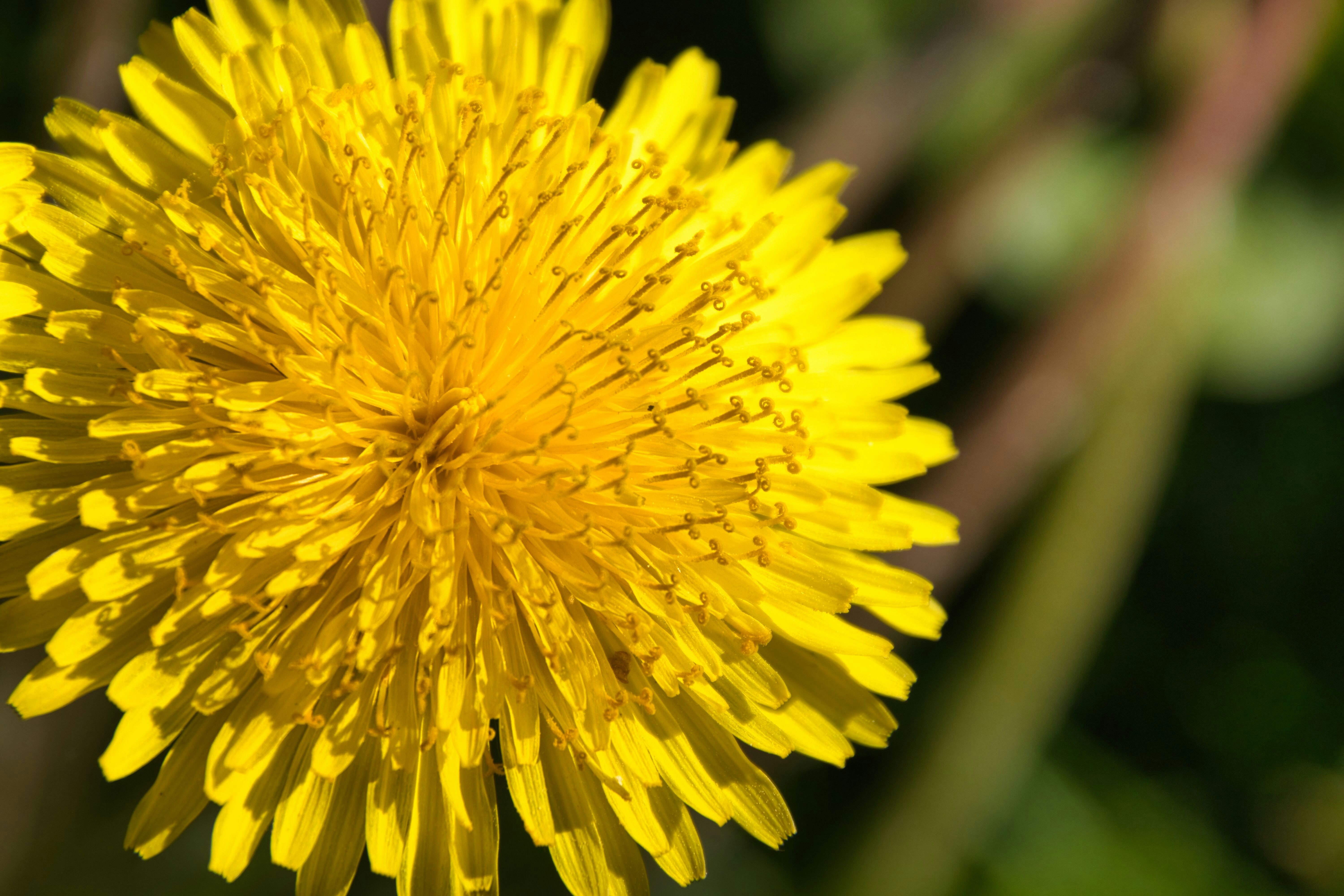 Un primer plano de un diente de león amarillo brillante. foto – Imagen ...