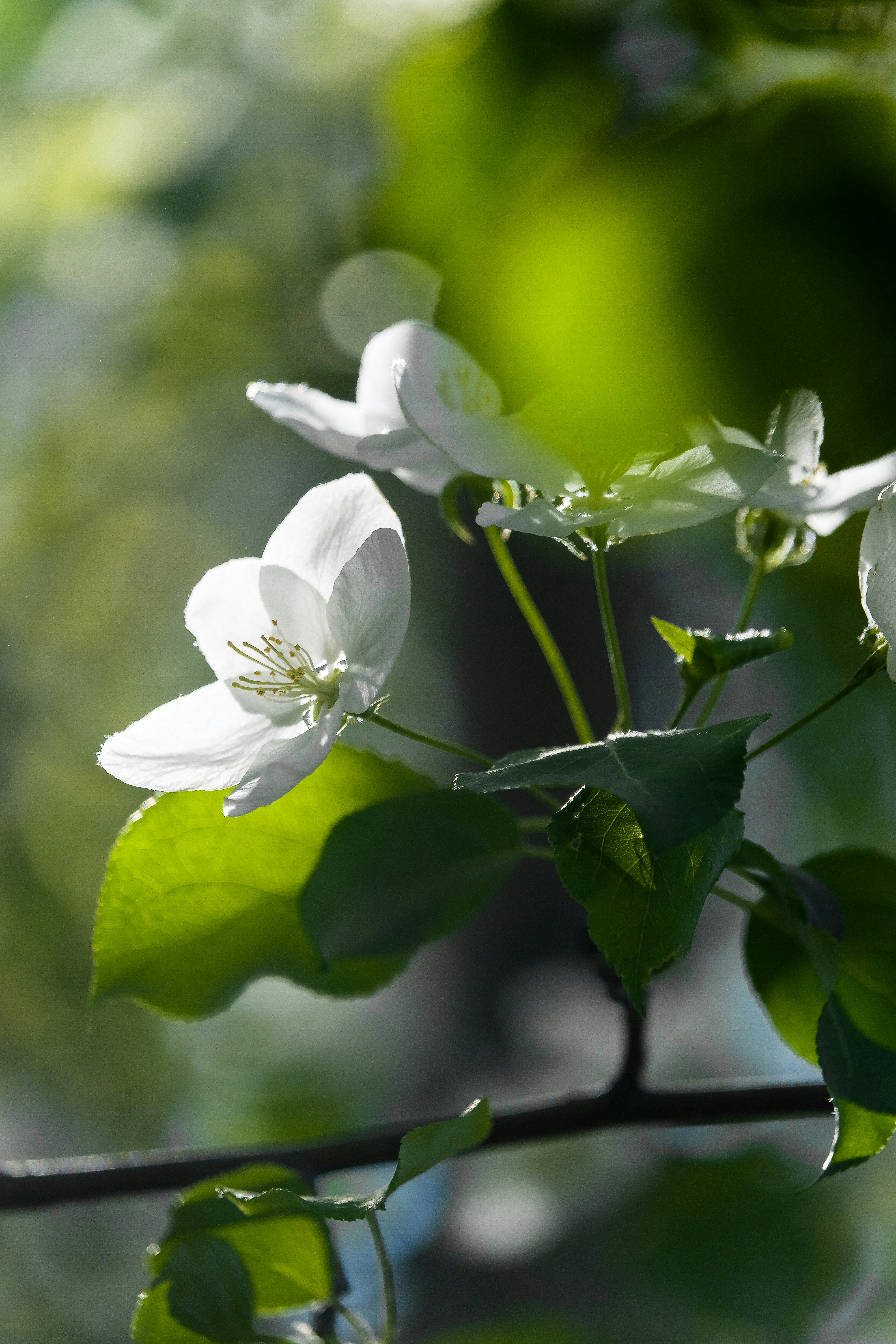 White blossom in dappled light framing a quiet garden