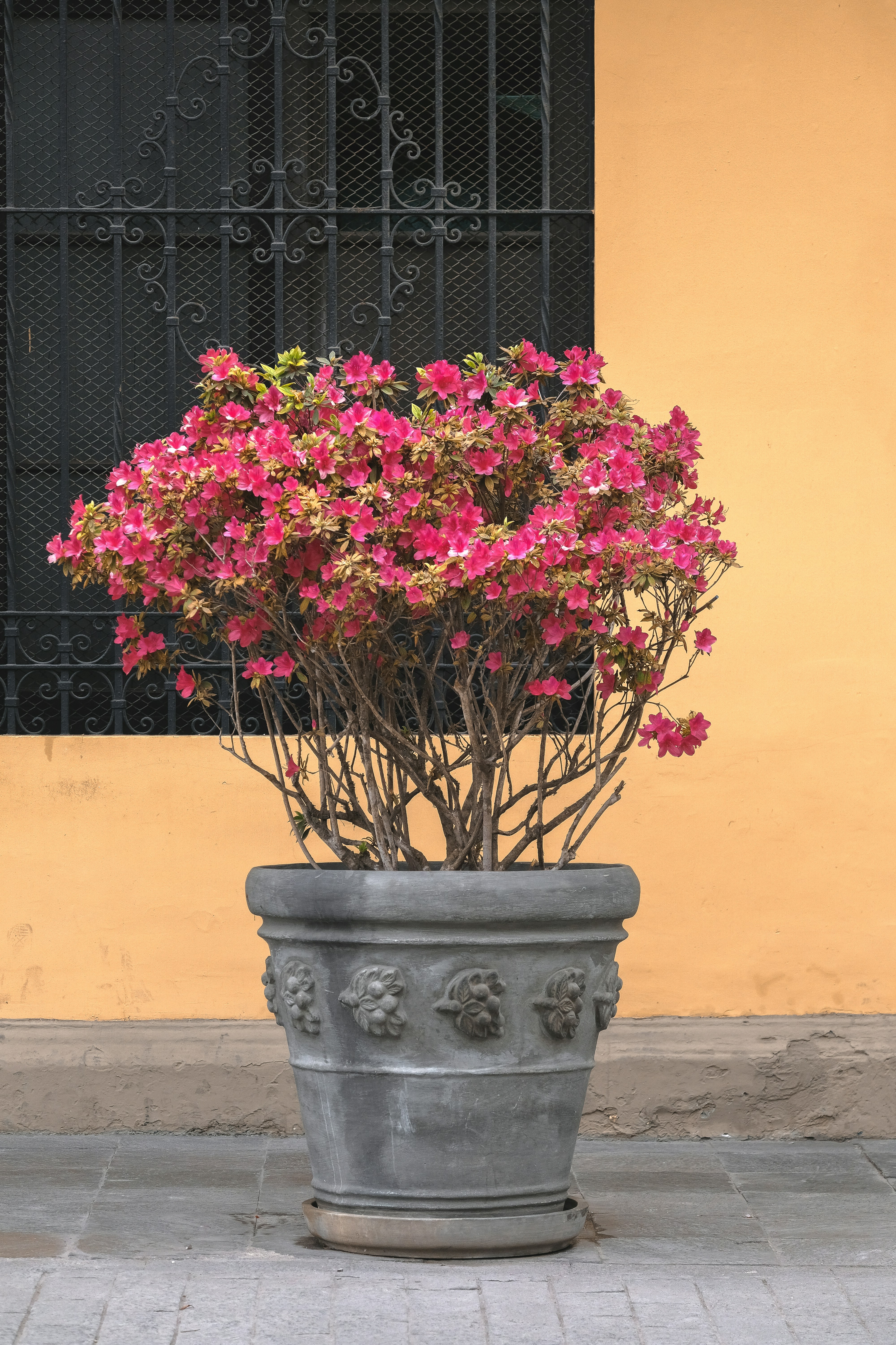 Pink blossoms overflow from a large ornate pot against a warm yellow wall and black wrought iron window.
