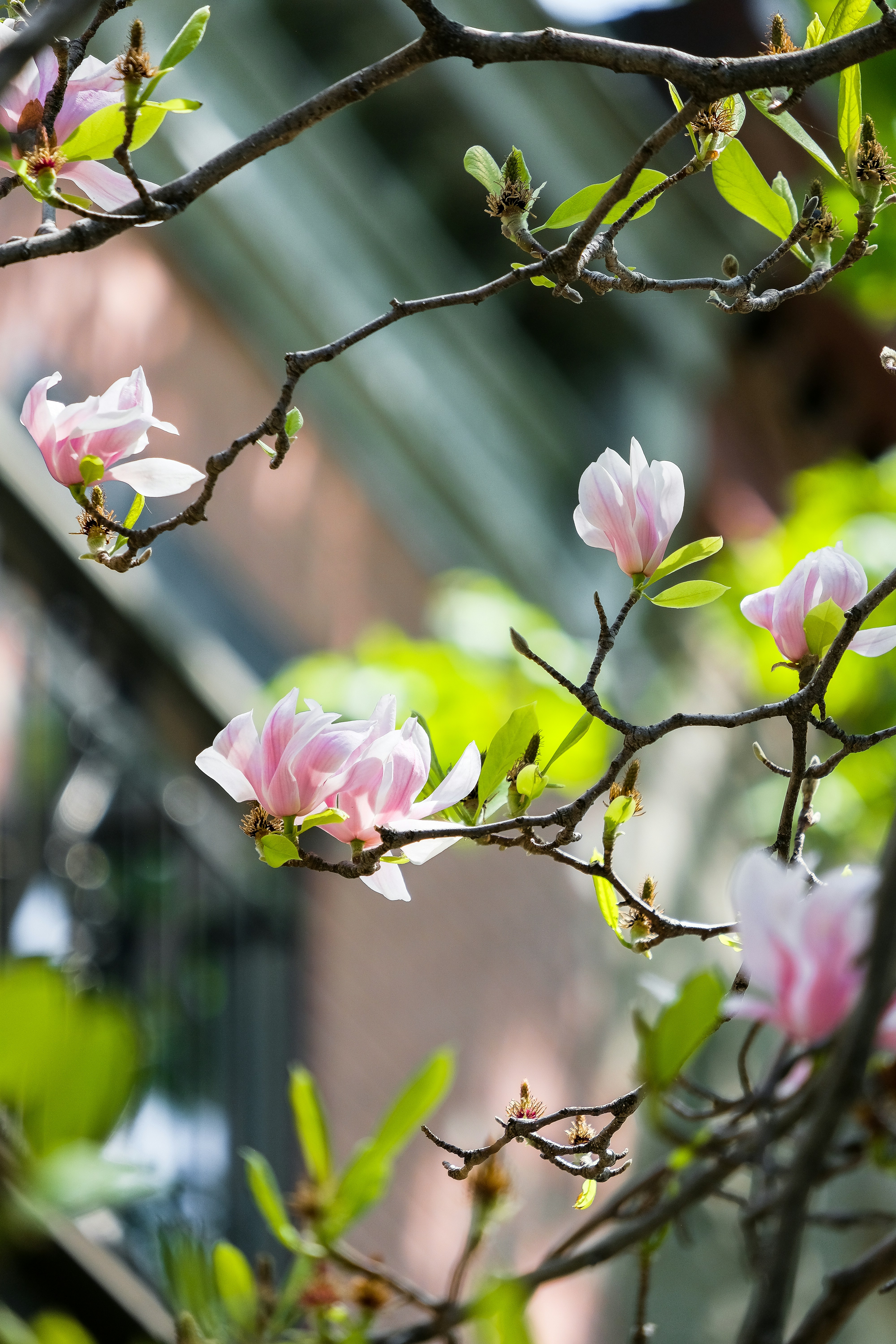 Pink magnolia flowers bloom on a branch. photo – Free Flower Image on ...
