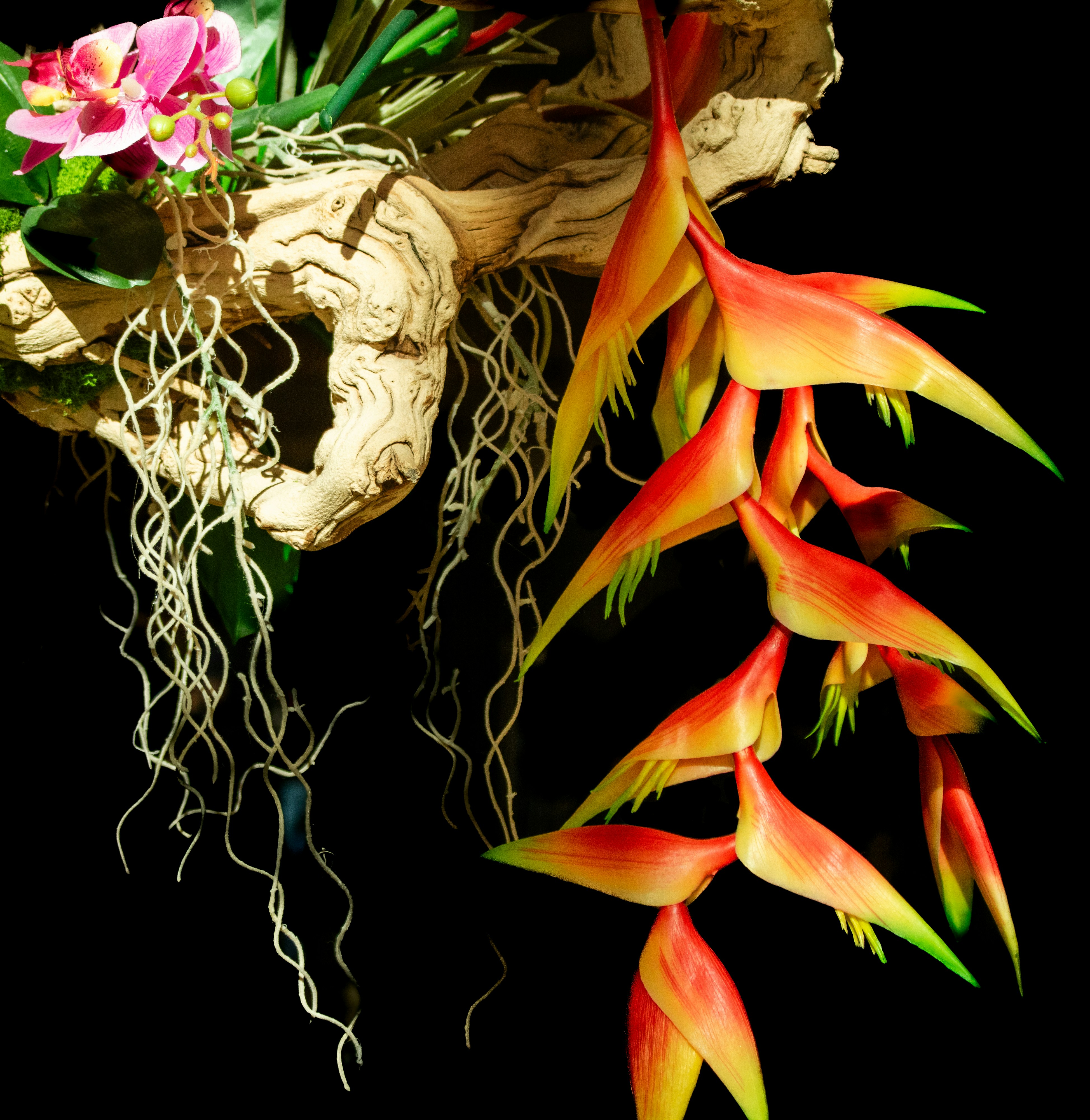 Vibrant tropical plants