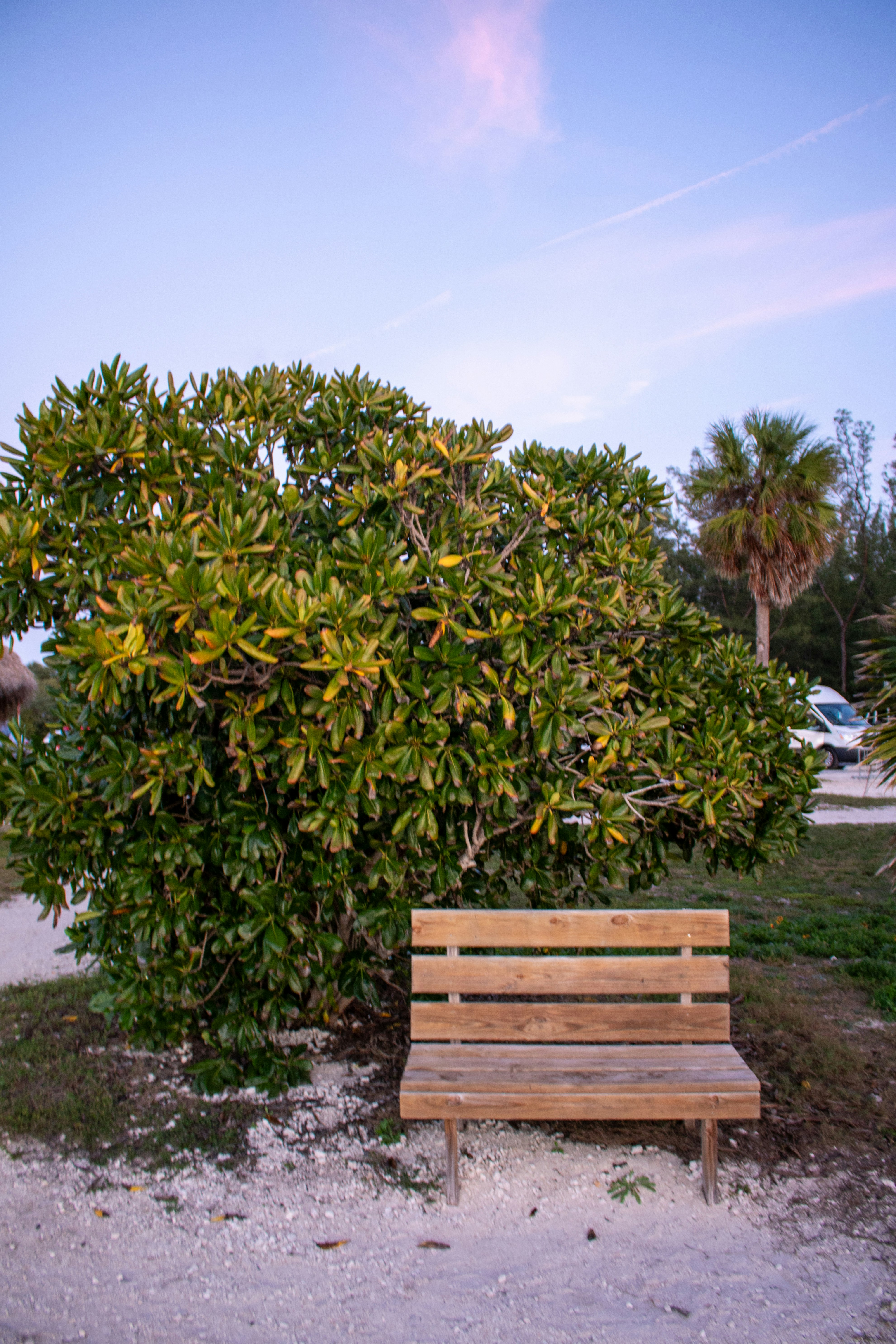 Bench Beneath a Dense Wax-Leaf Canopy at Dusk