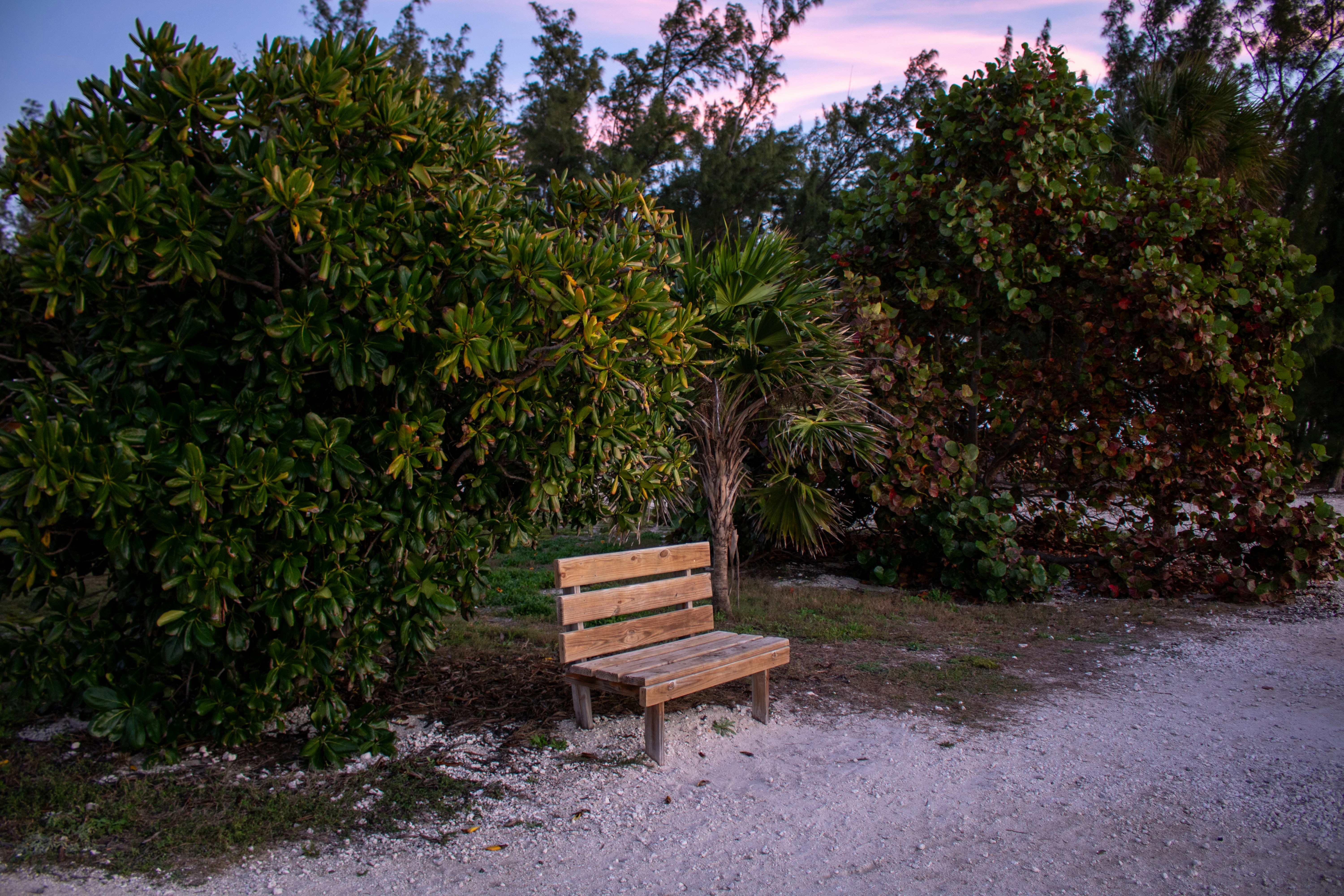 Twilight Bench Beneath a Whispering Garden Canopy