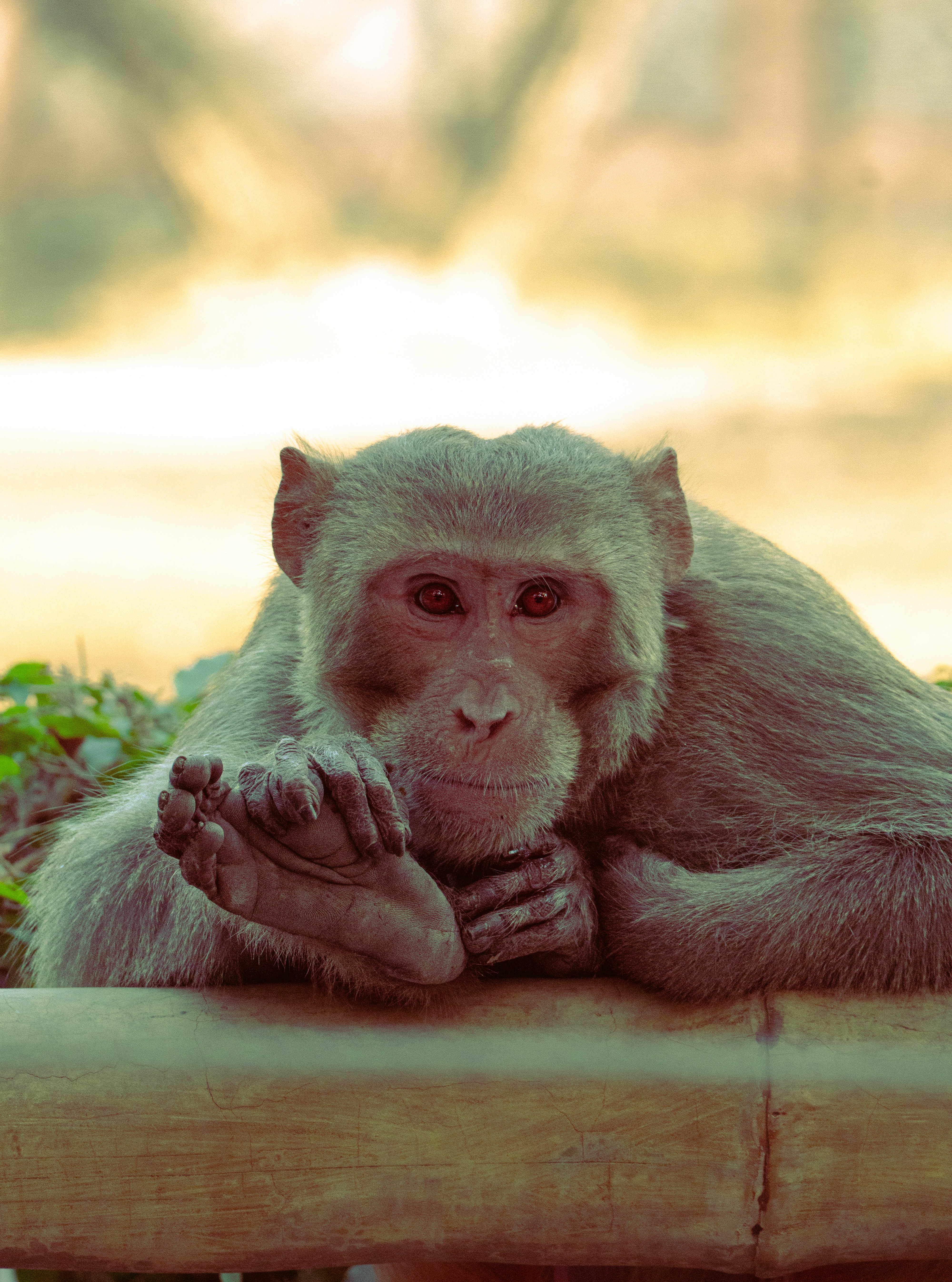 Sunlit Respite: A macaque's contemplative gaze from a wooden railing