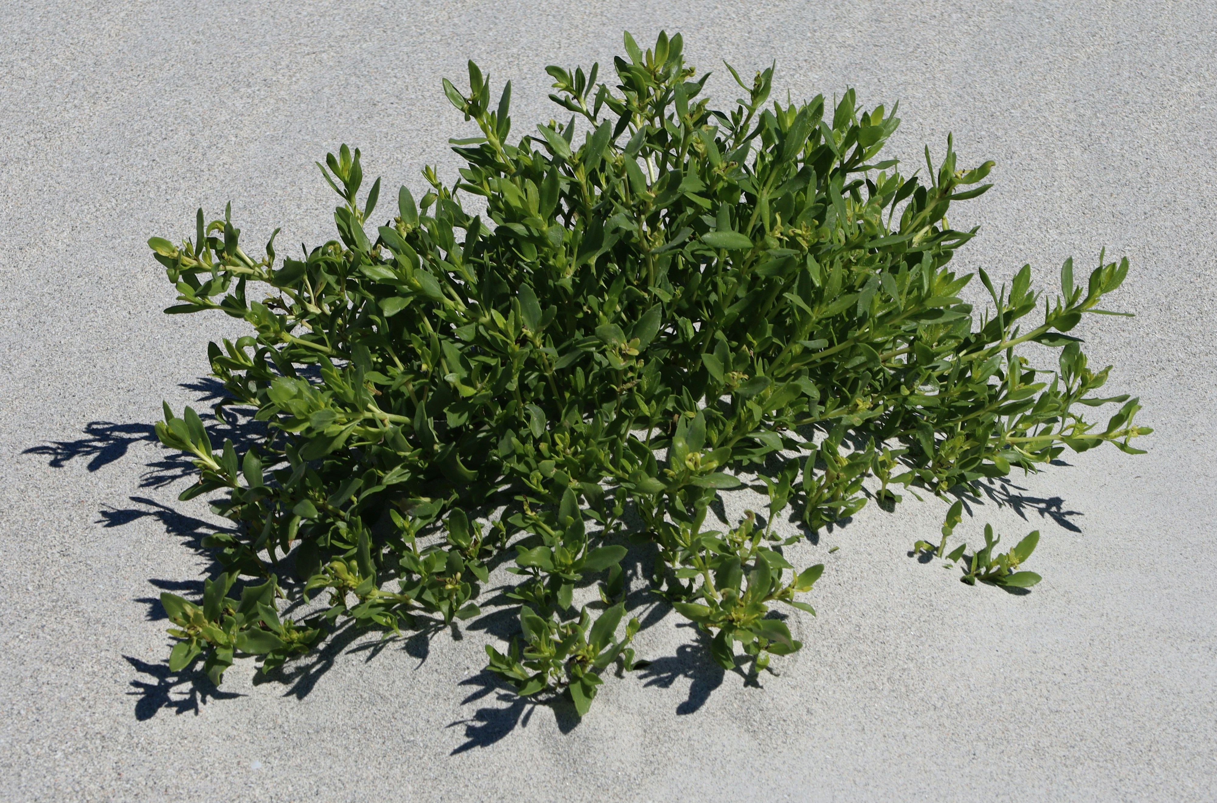 Solitary green shrub casting a sharp shadow on a flat, sandy surface.