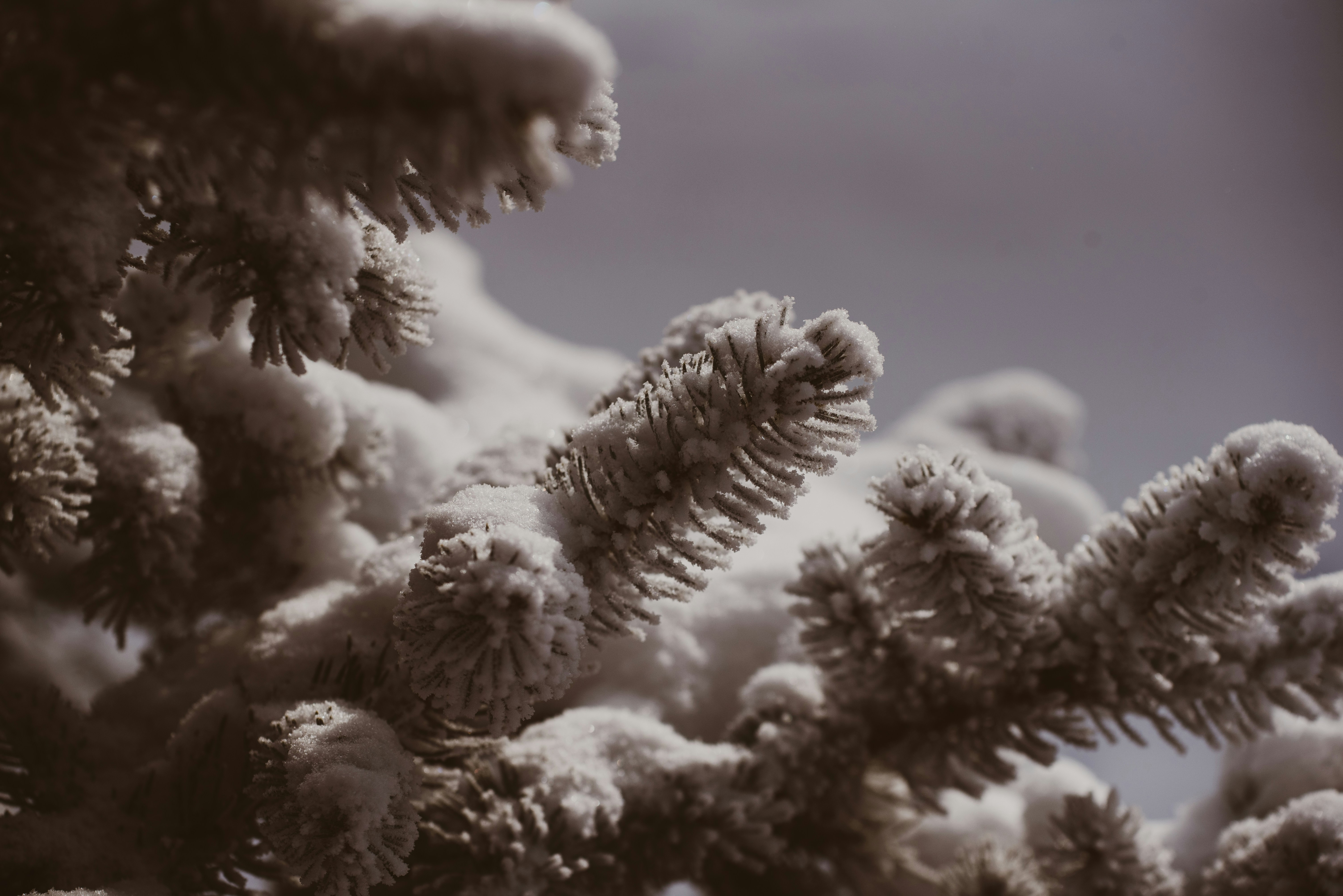 Snow-covered evergreen branches are seen in this image.
