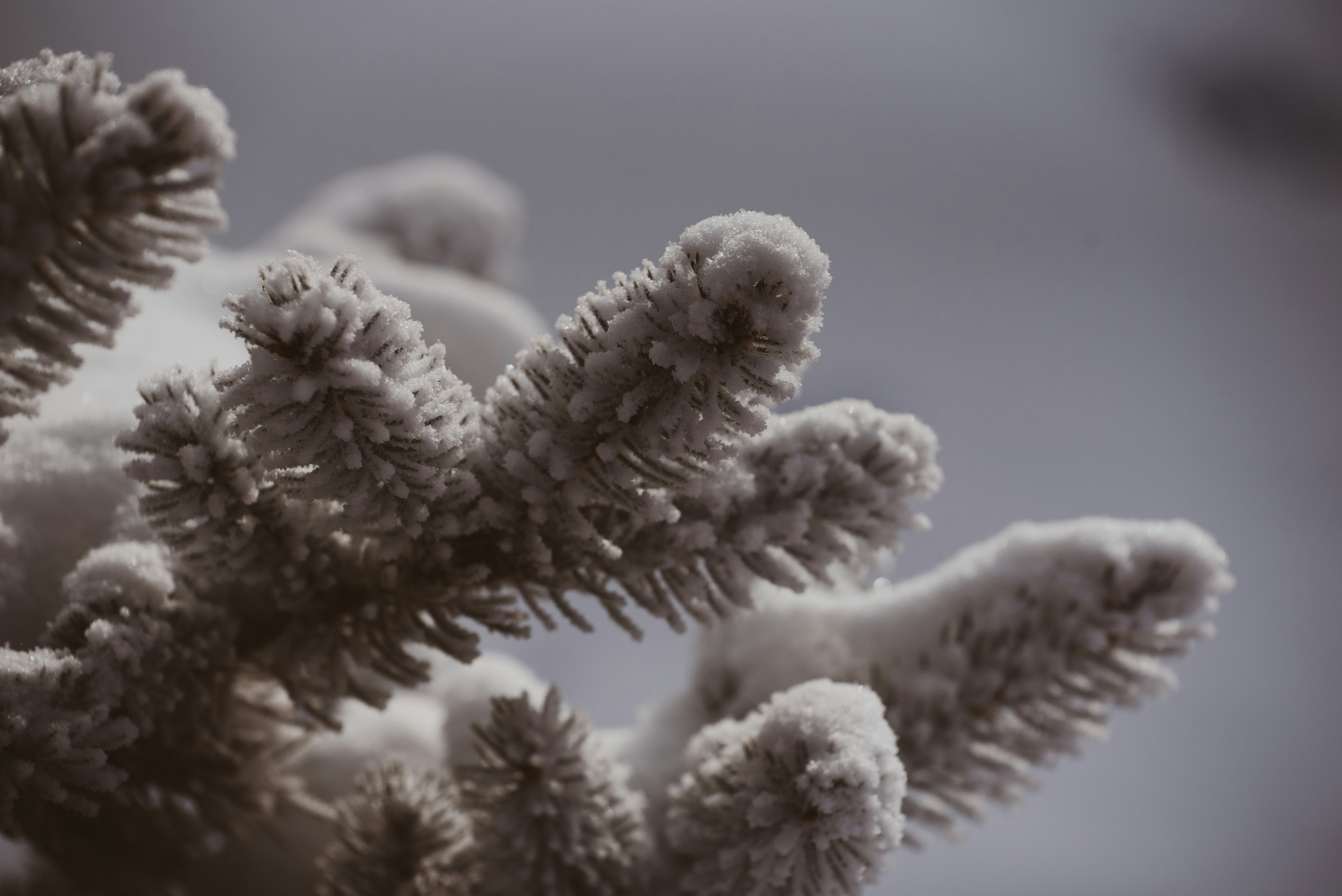 Frosted Elegance: Nature's Icy Sculpture