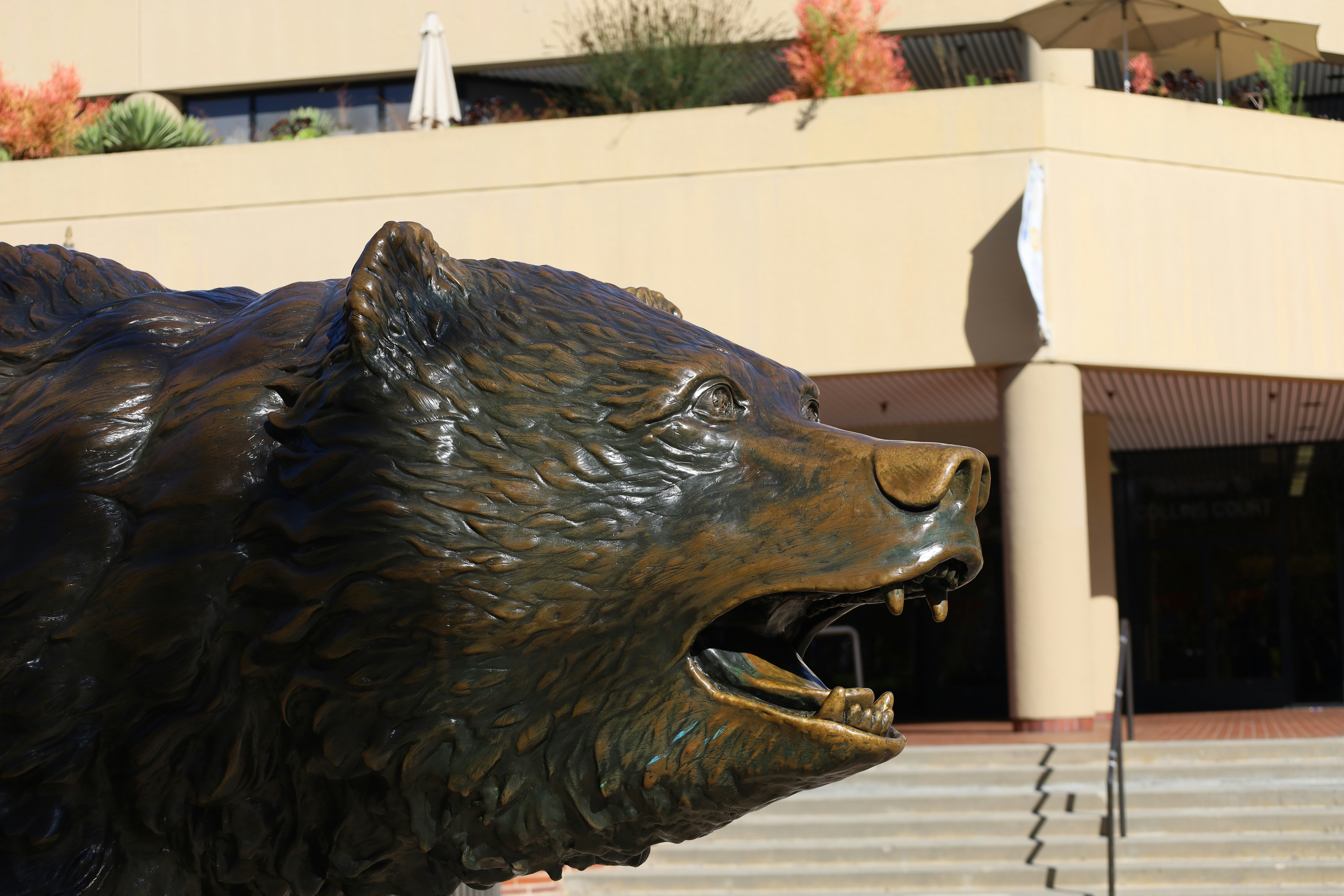 Bronze bear sculpture with mouth open, set against a modern building facade.