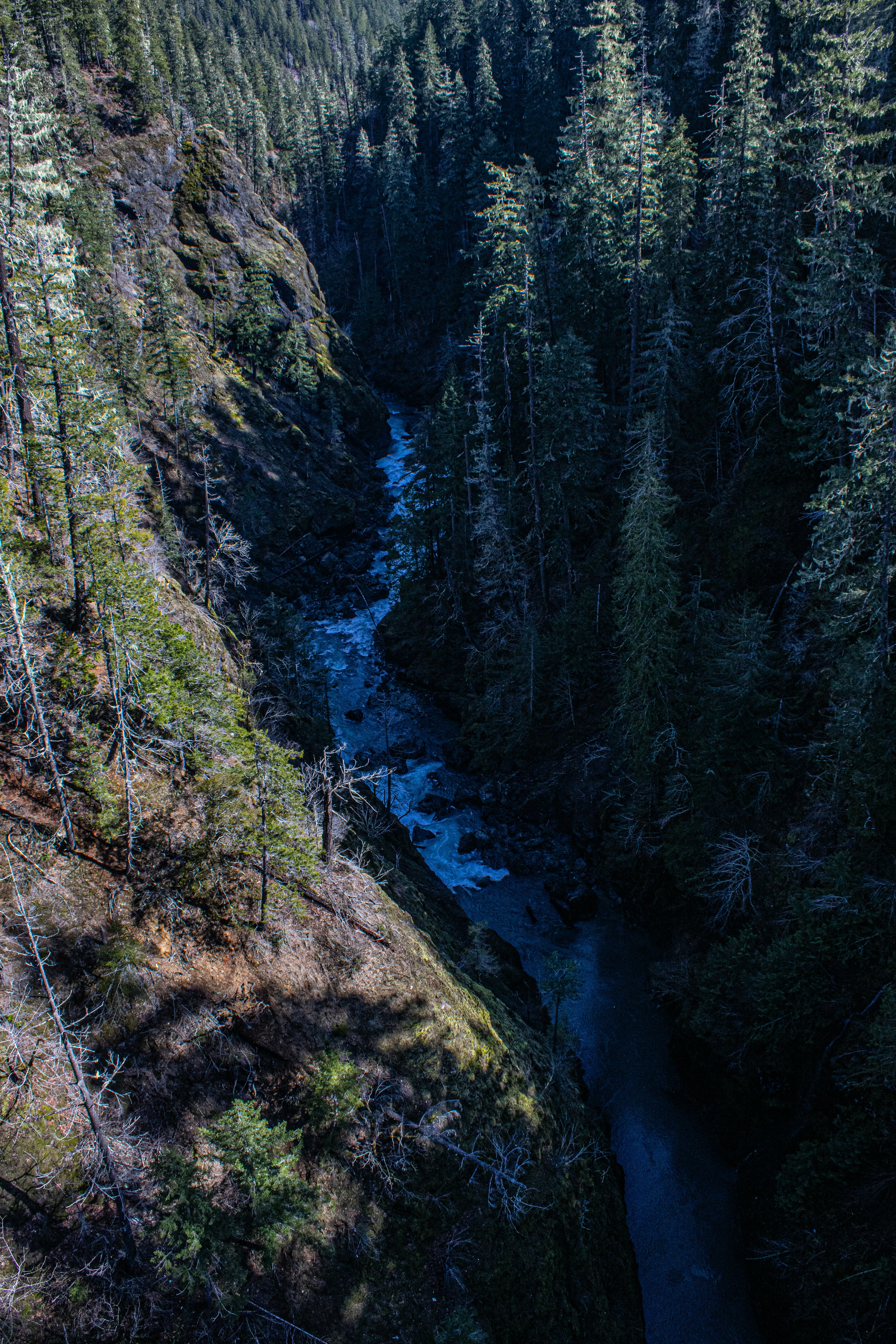 A river flows through a dark forest canyon. photo – Free Forest Image ...