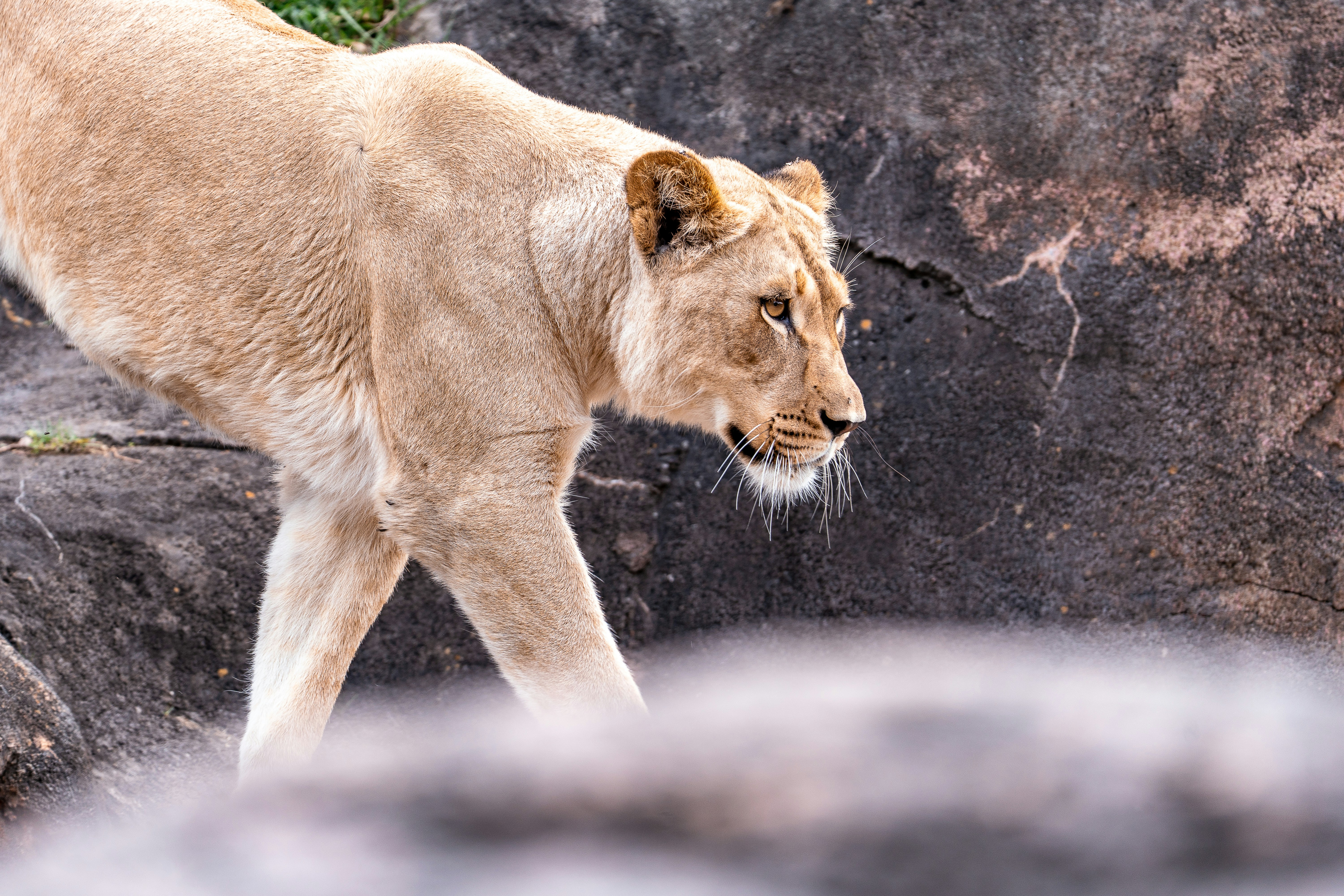 A lioness walks past a rocky background. photo – Free Cat Image on Unsplash