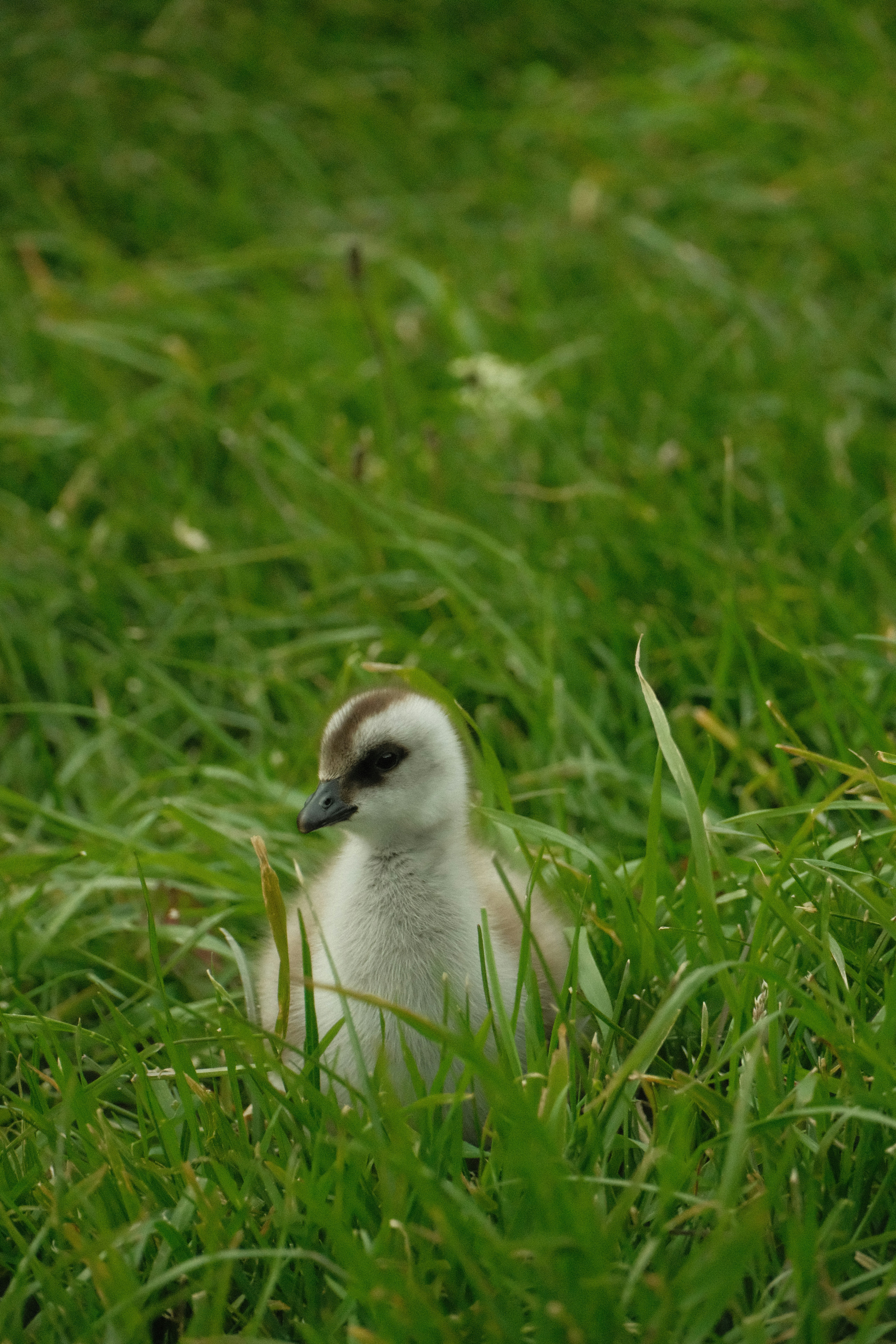 A fluffy duckling sits nestled in the tall grass. photo – Free Animal ...
