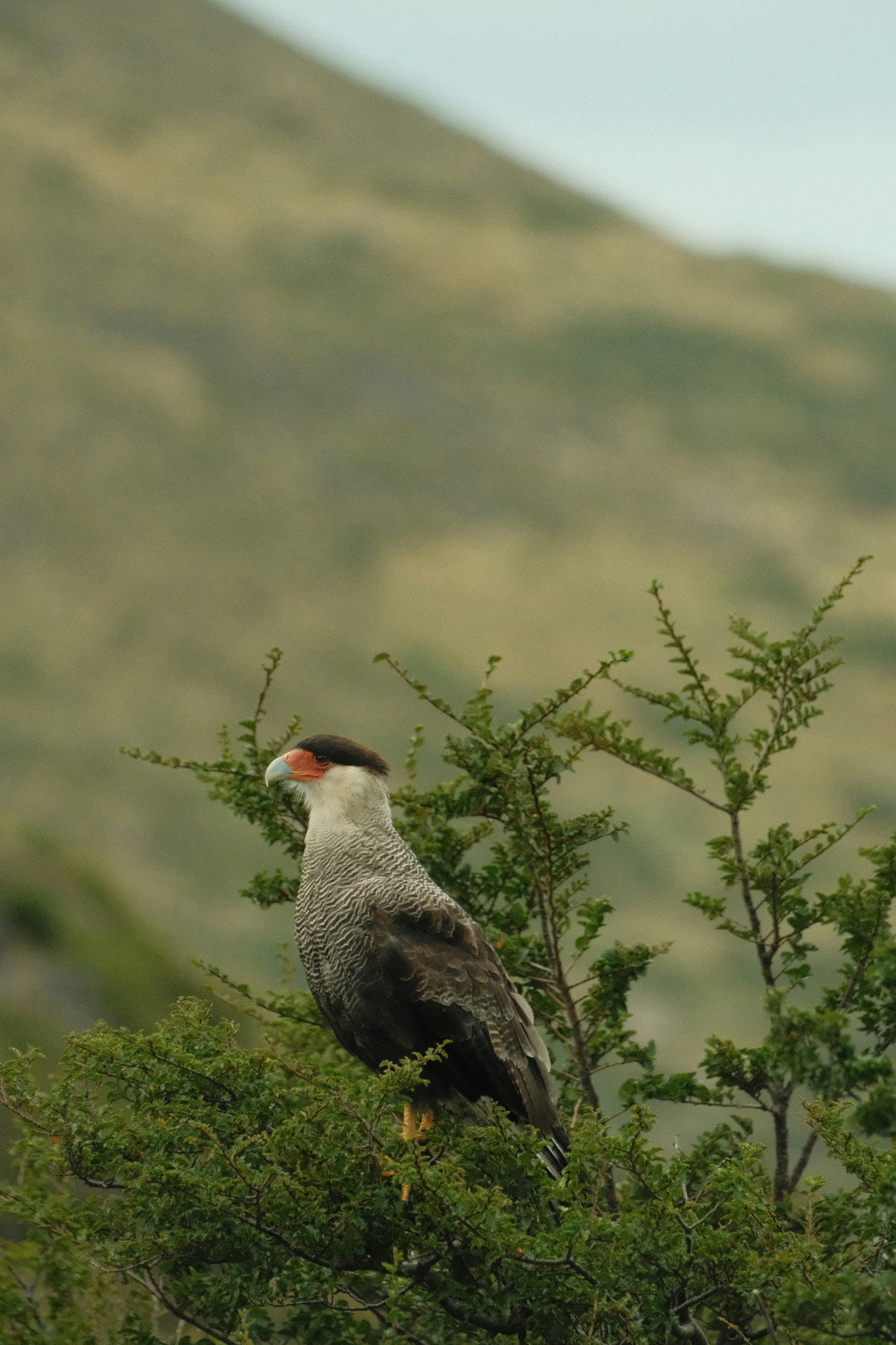 Red-beaked Sentinel on Alpine Scrub