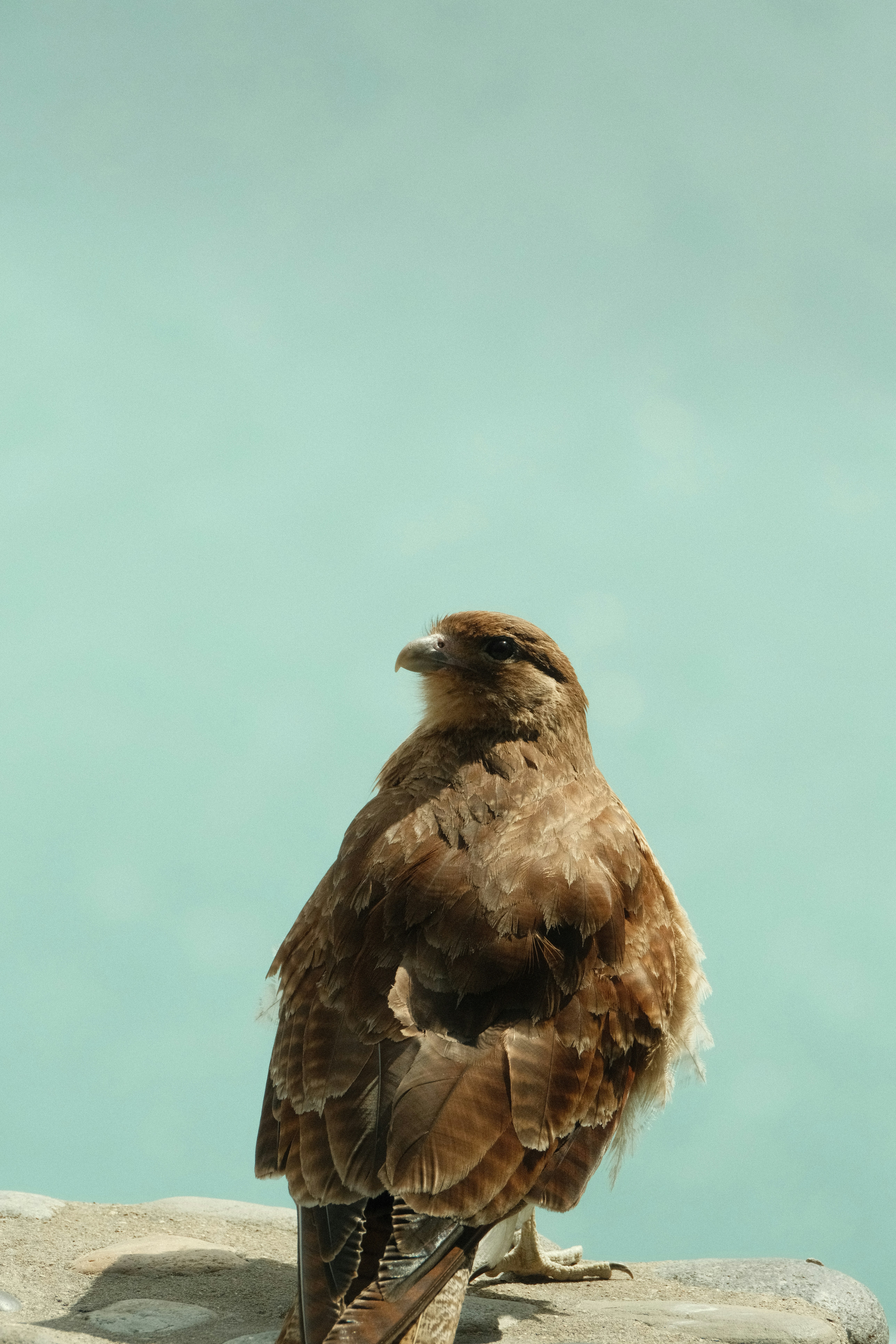 Majestic Sentinel of the Skies
