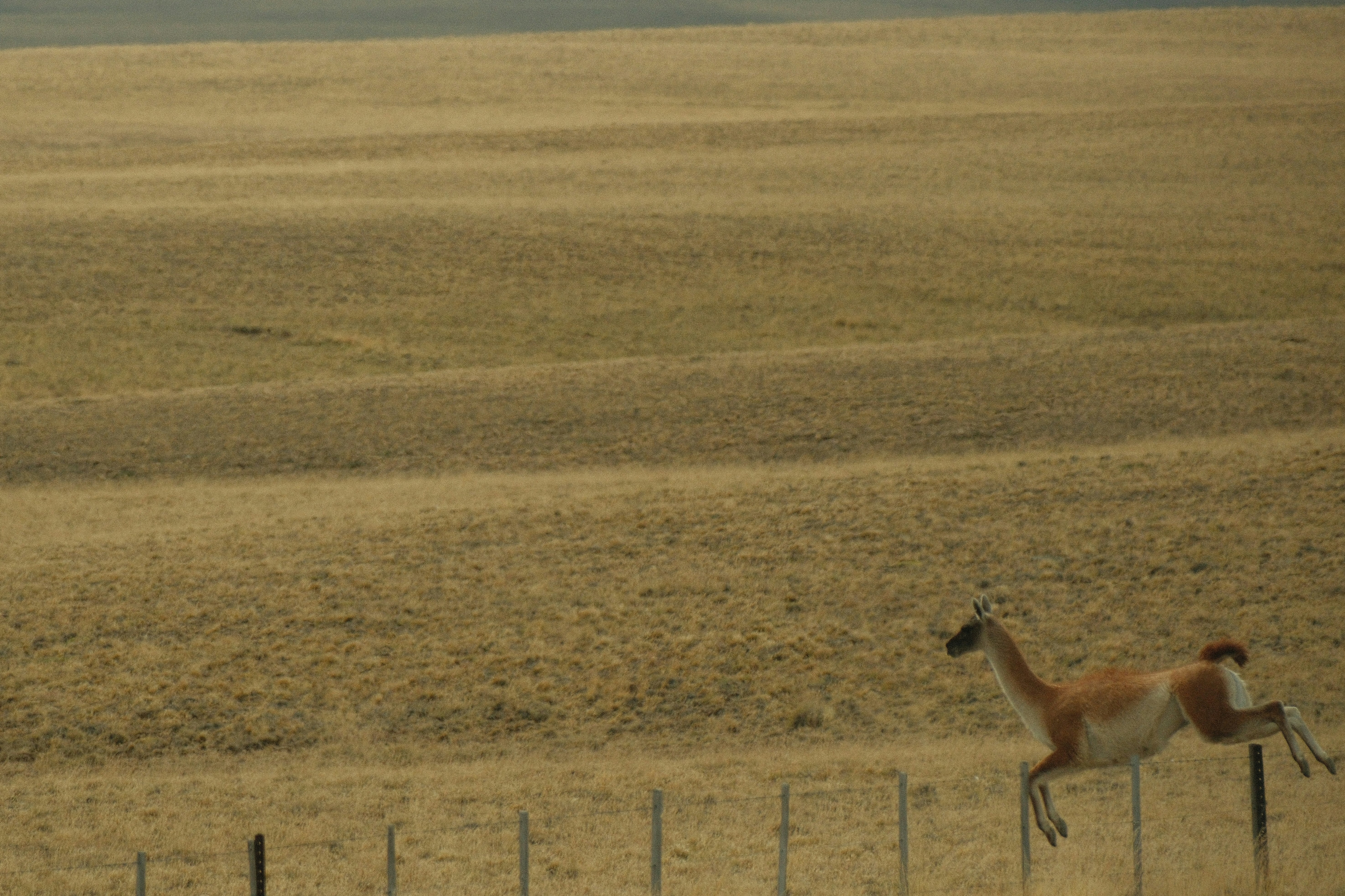 Guanaco deftly jumps over a fence in expansive, sunlit grasslands.