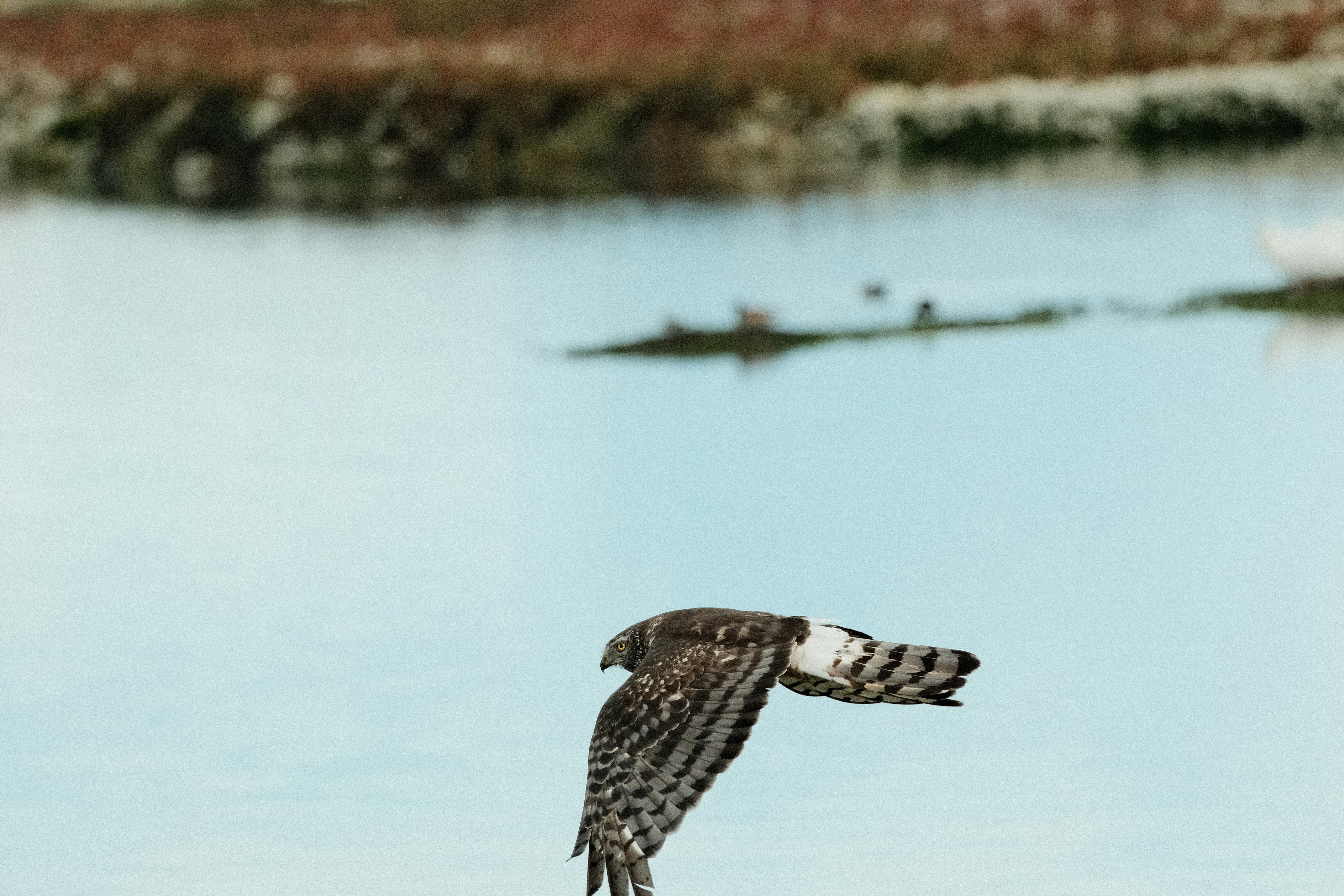 Bird gliding low above a serene body of water with blurred shoreline in the background.