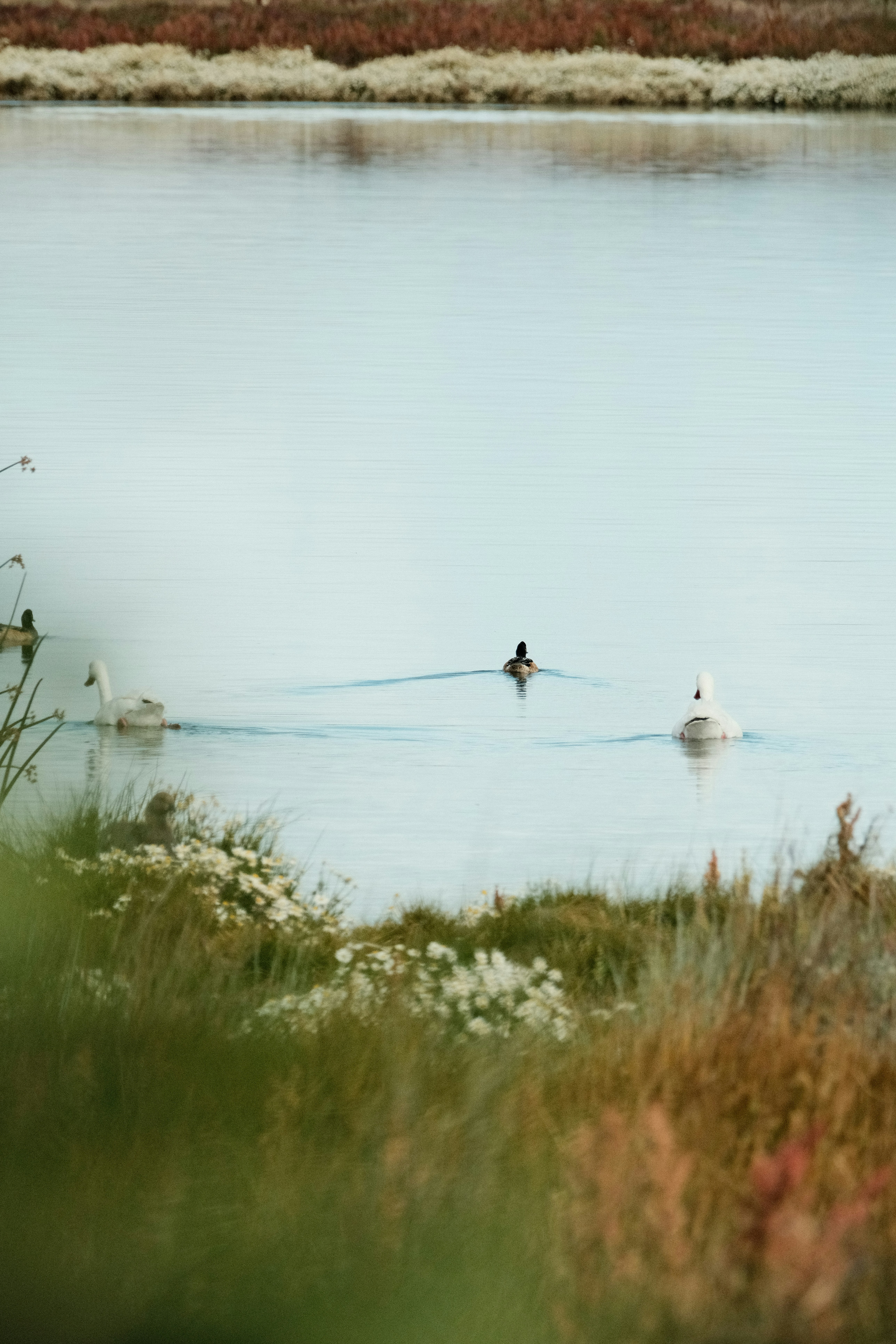 Serene Glide: Swans with a Dark-Headed Diver Across a Calm Pond