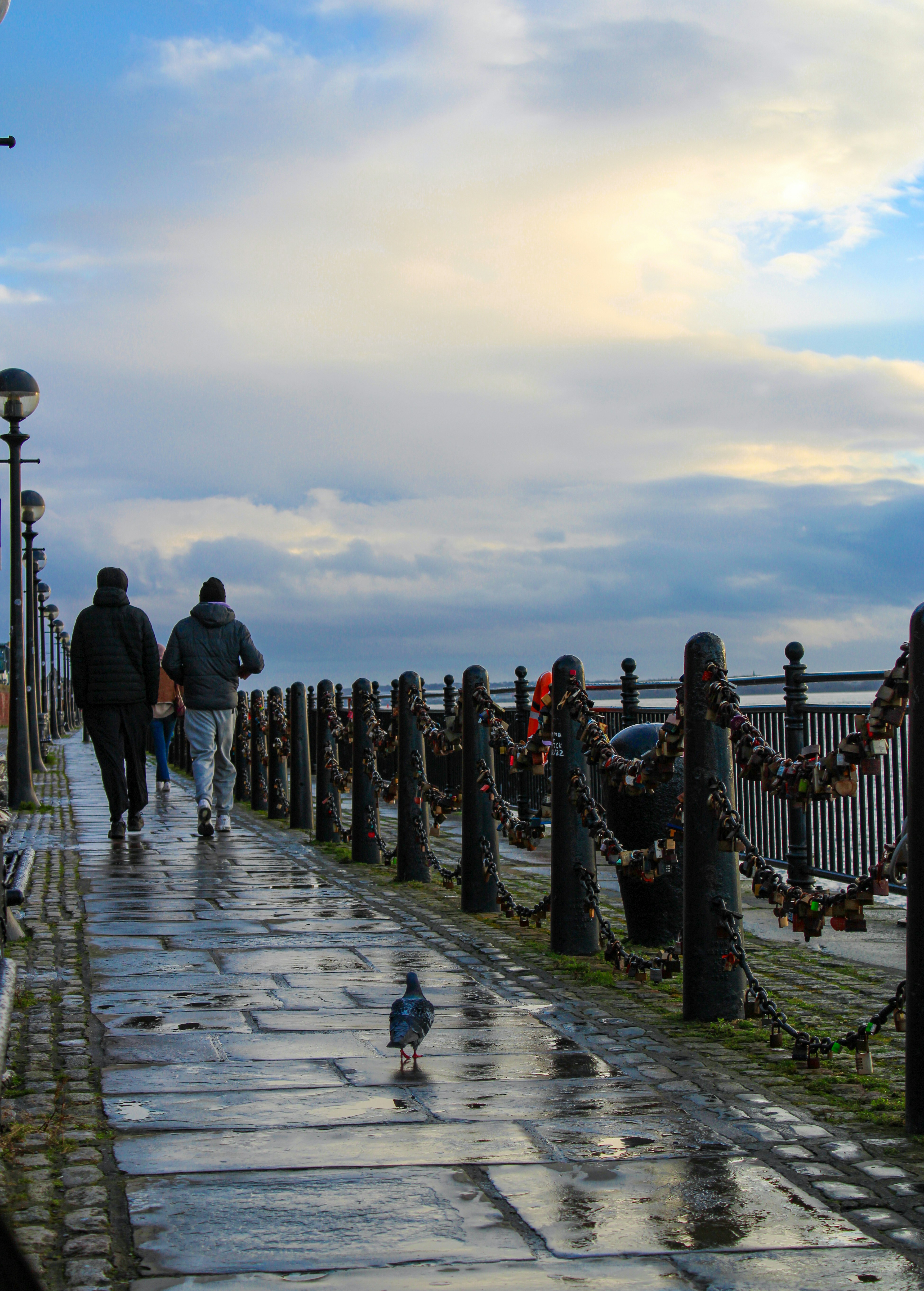 Pigeon on a Rain-Washed Pier Path Beneath an Overcast Sky