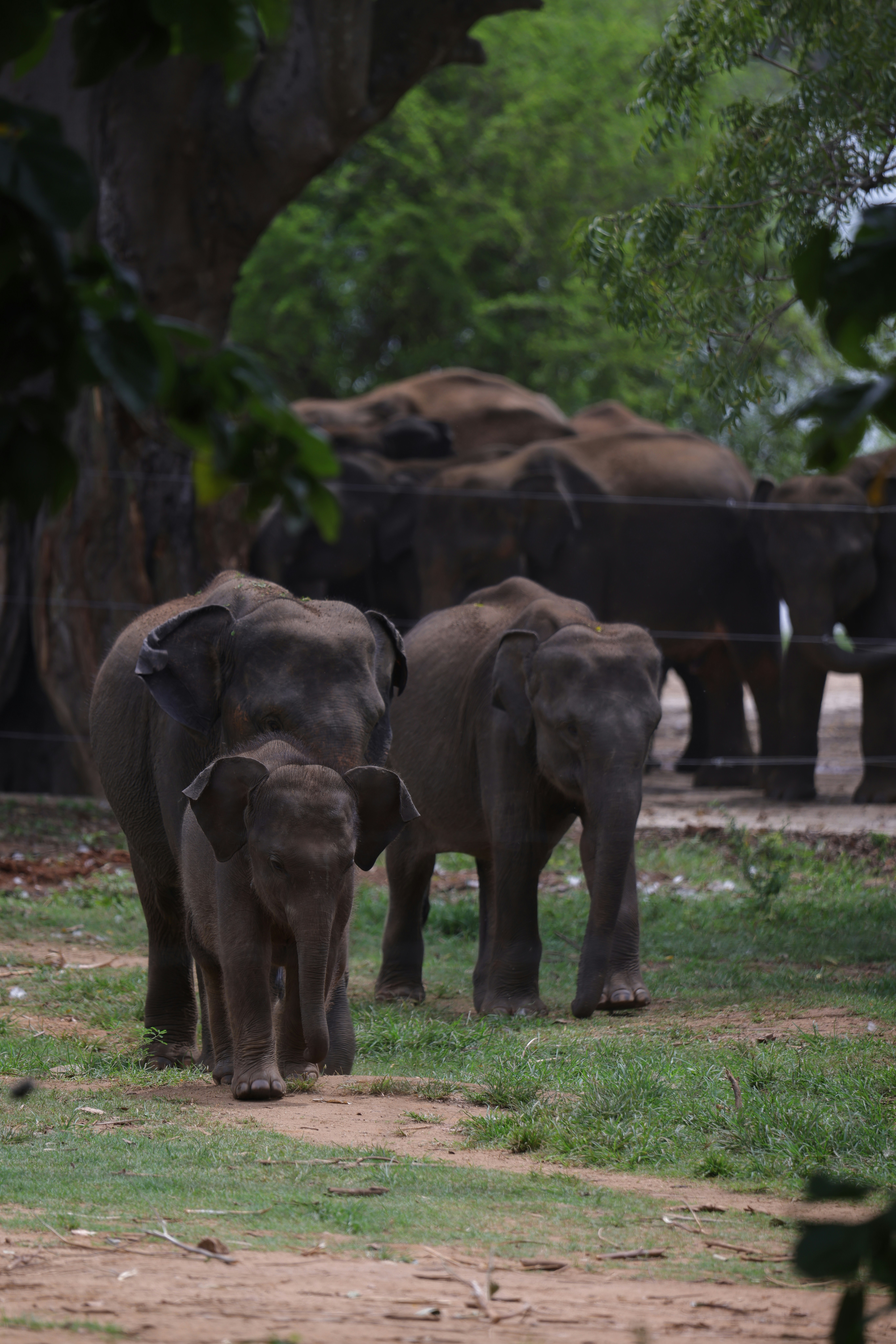Elephants walk together in a grassy area. photo – Free Baby elephant ...