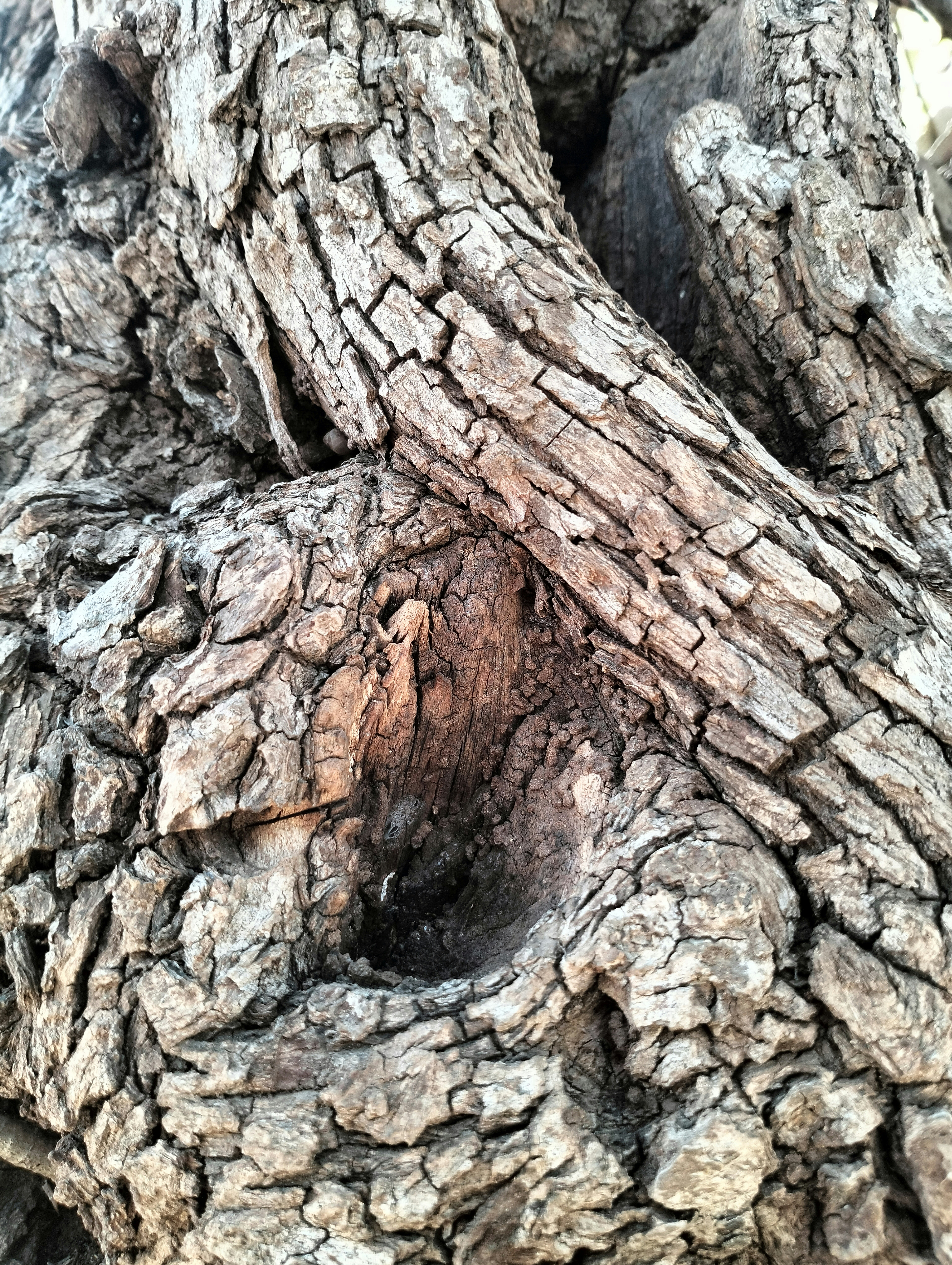 Knot of Time: A Close-Up Portrait of Gnarled Bark