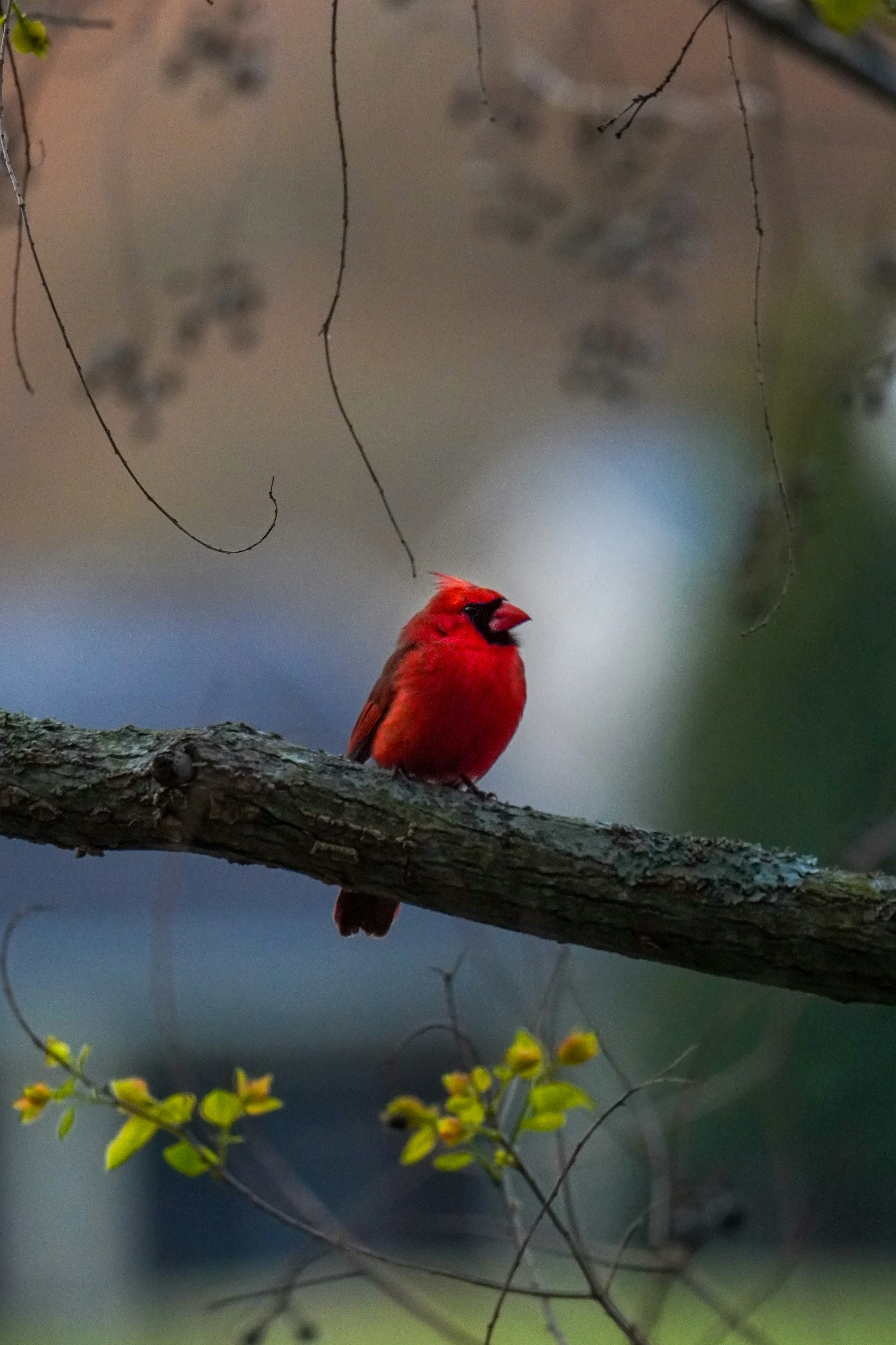 A bright red cardinal perches on a tree branch. photo – Free Animal ...