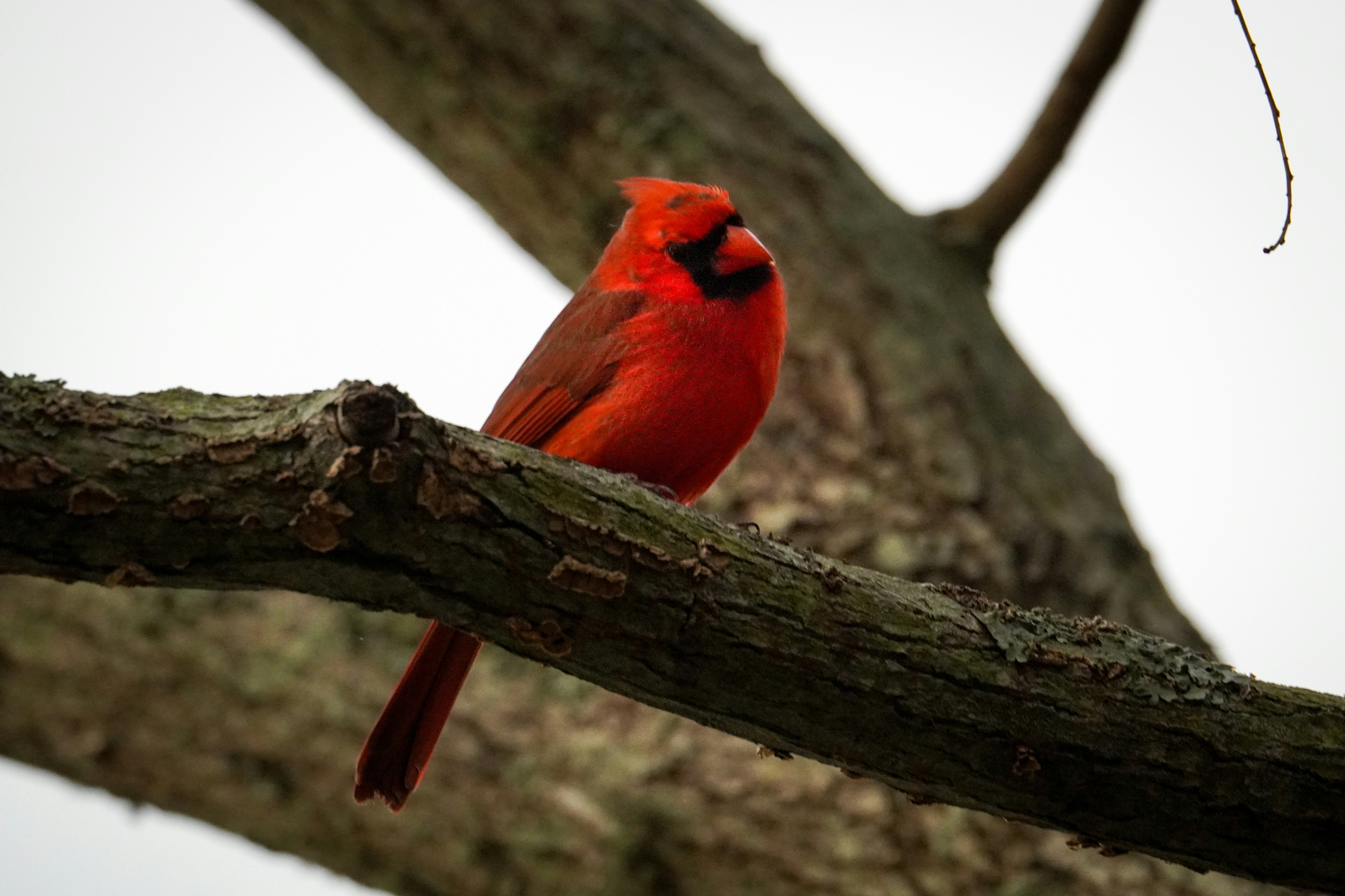 Vibrant red cardinal perched on a bare tree branch against a pale sky.