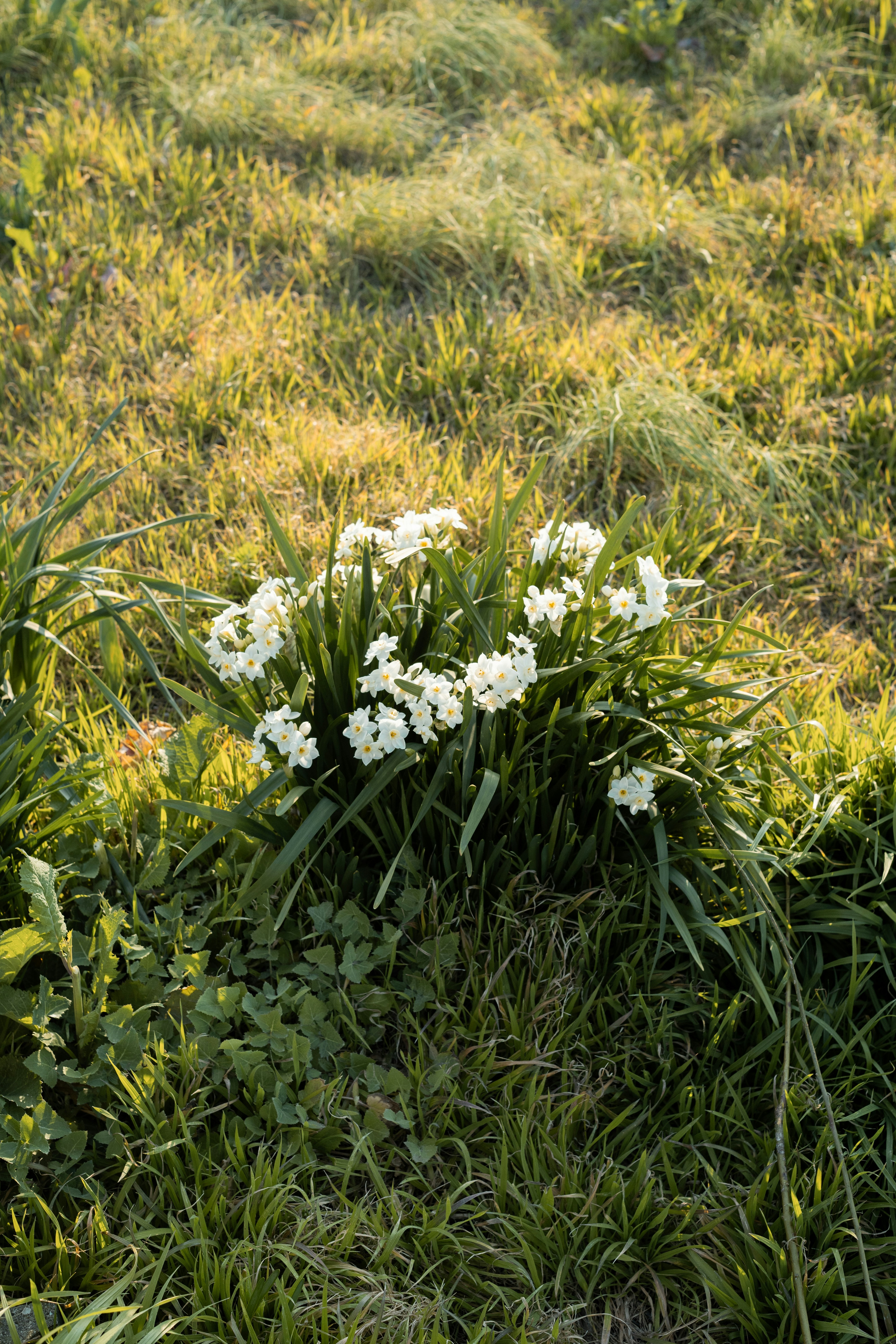 White Narcissus in a Quiet Meadow Glow