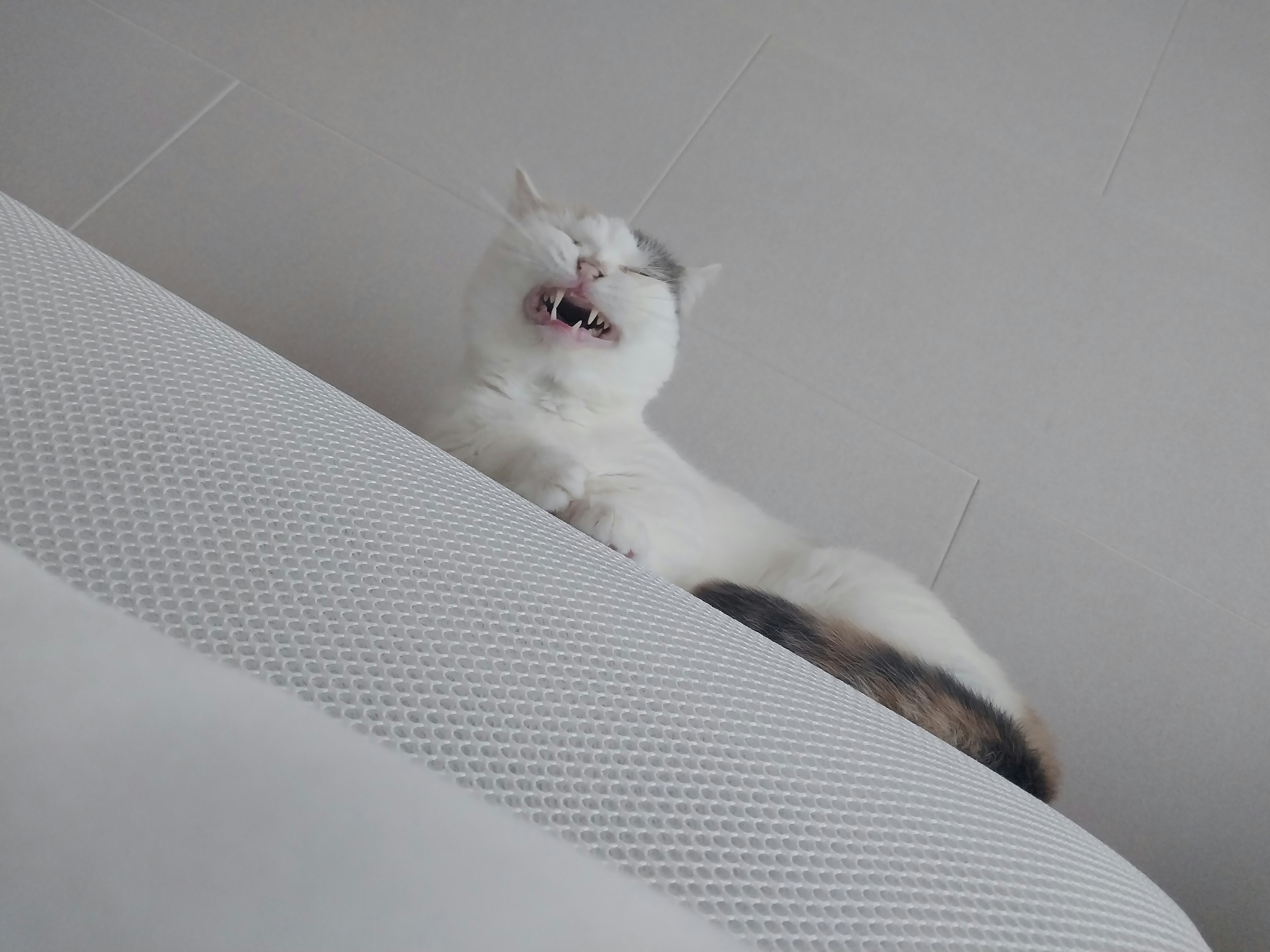 Cat Lightning Wallpaper Pictures | Download Free Images on Unsplash