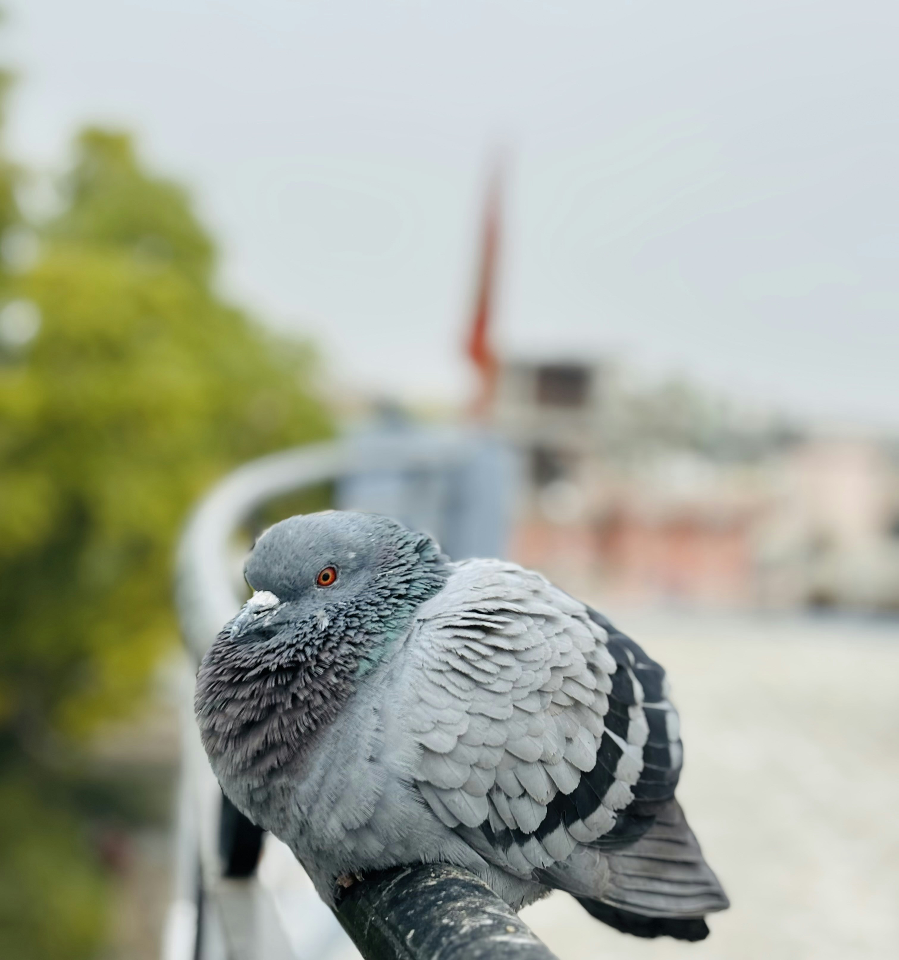 Urban Pigeon Portrait on a Weathered Rail with Soft City Backdrop