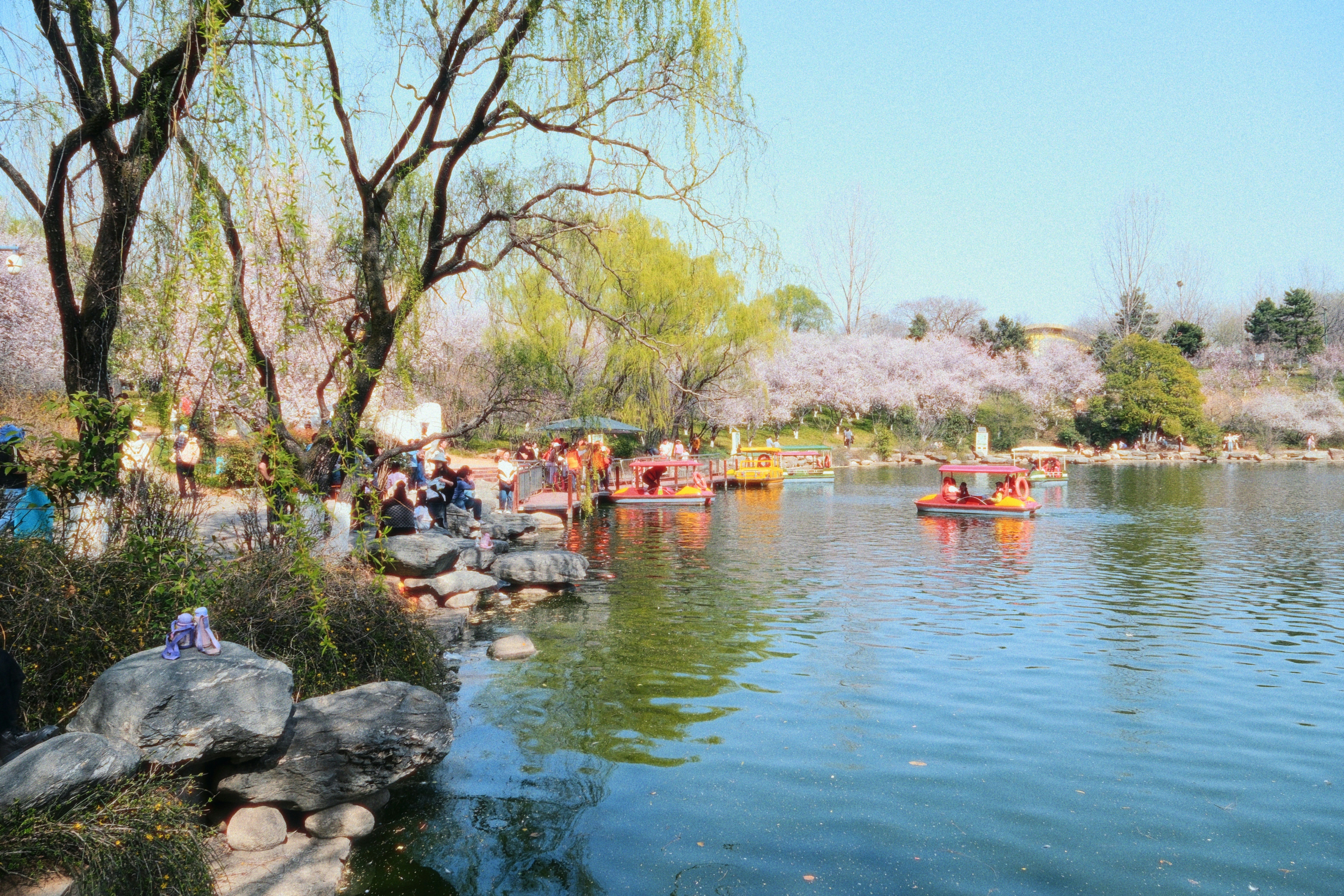 Lakeside in Bloom: Boats Drift Past Pink Blossoms