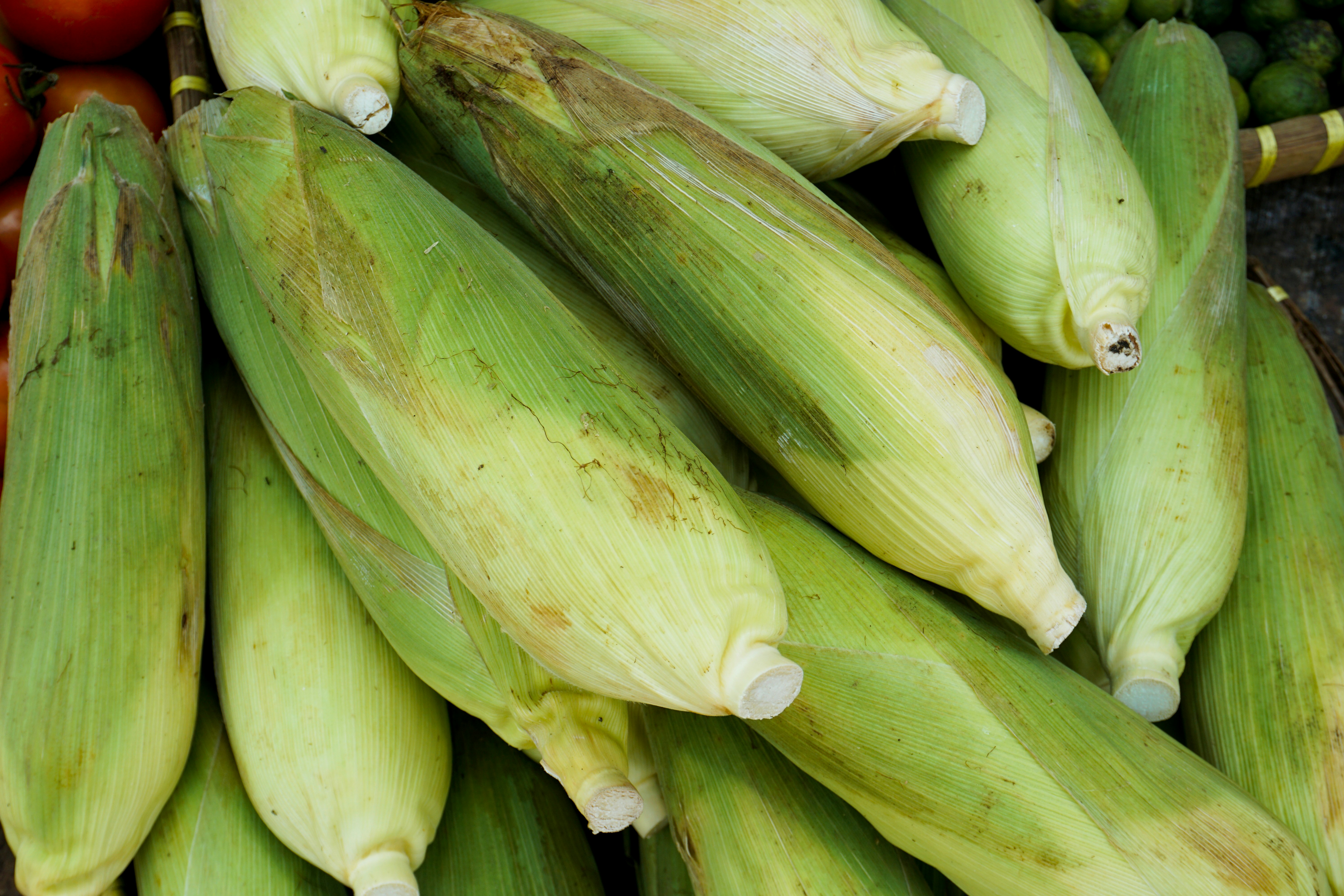 A vibrant display of freshly harvested corn cobs, showcasing their green husks and natural textures. The arrangement emphasizes the abundance and freshness of the produce.