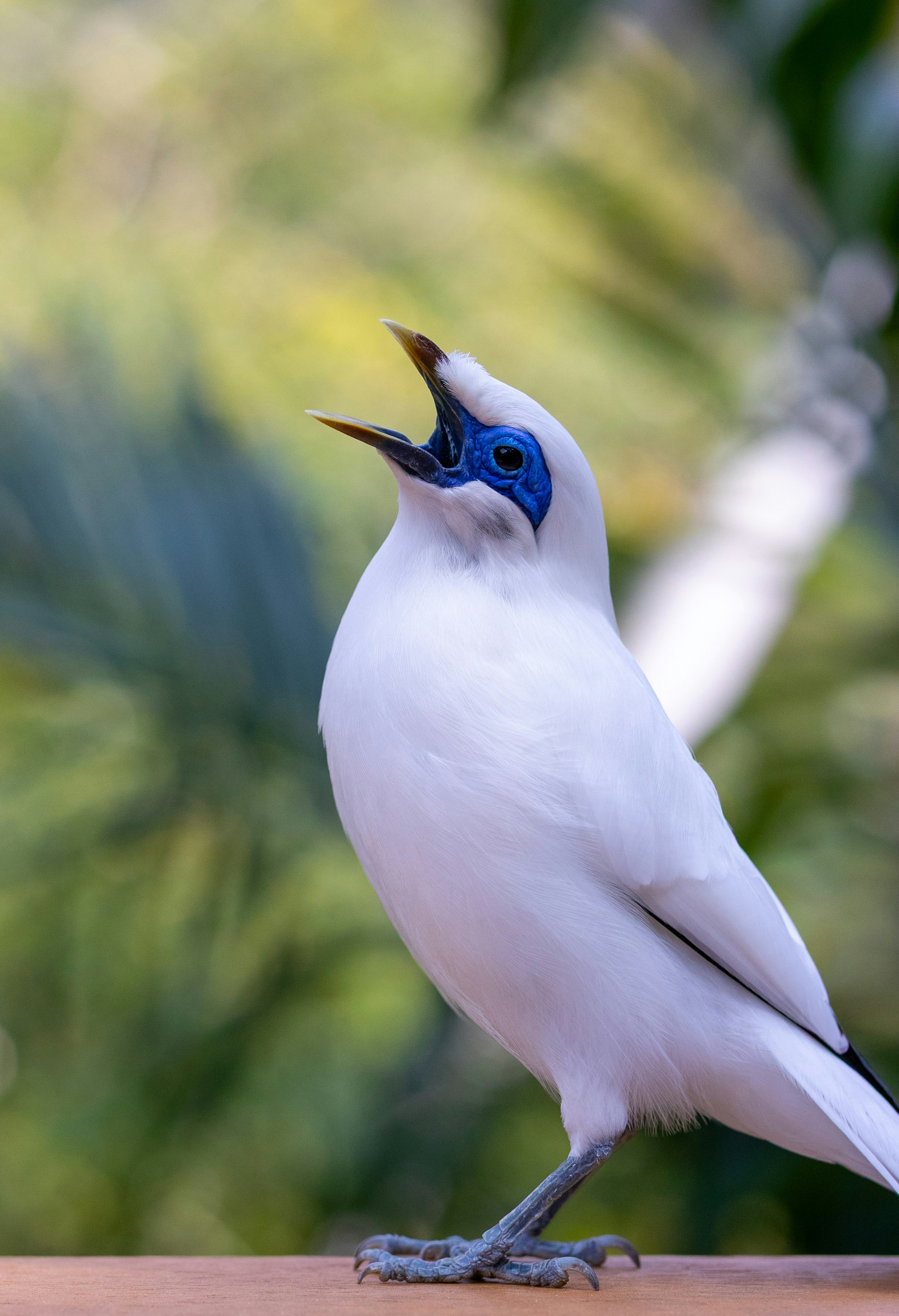 Azure-faced Songbird Perched on a Sunlit Rail