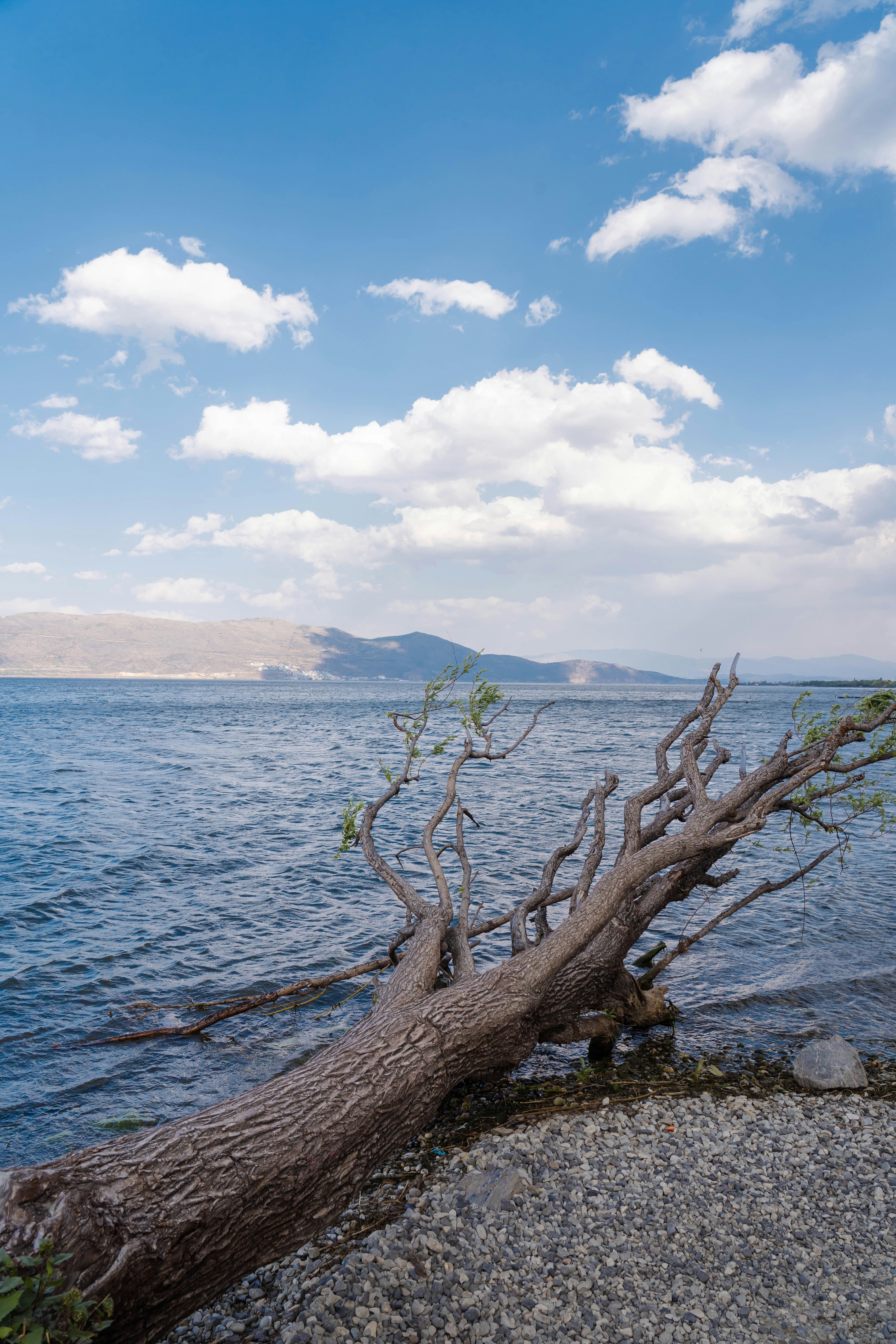 Tangled Drift: A Century-Old Tree Reaches Toward Quiet Waters