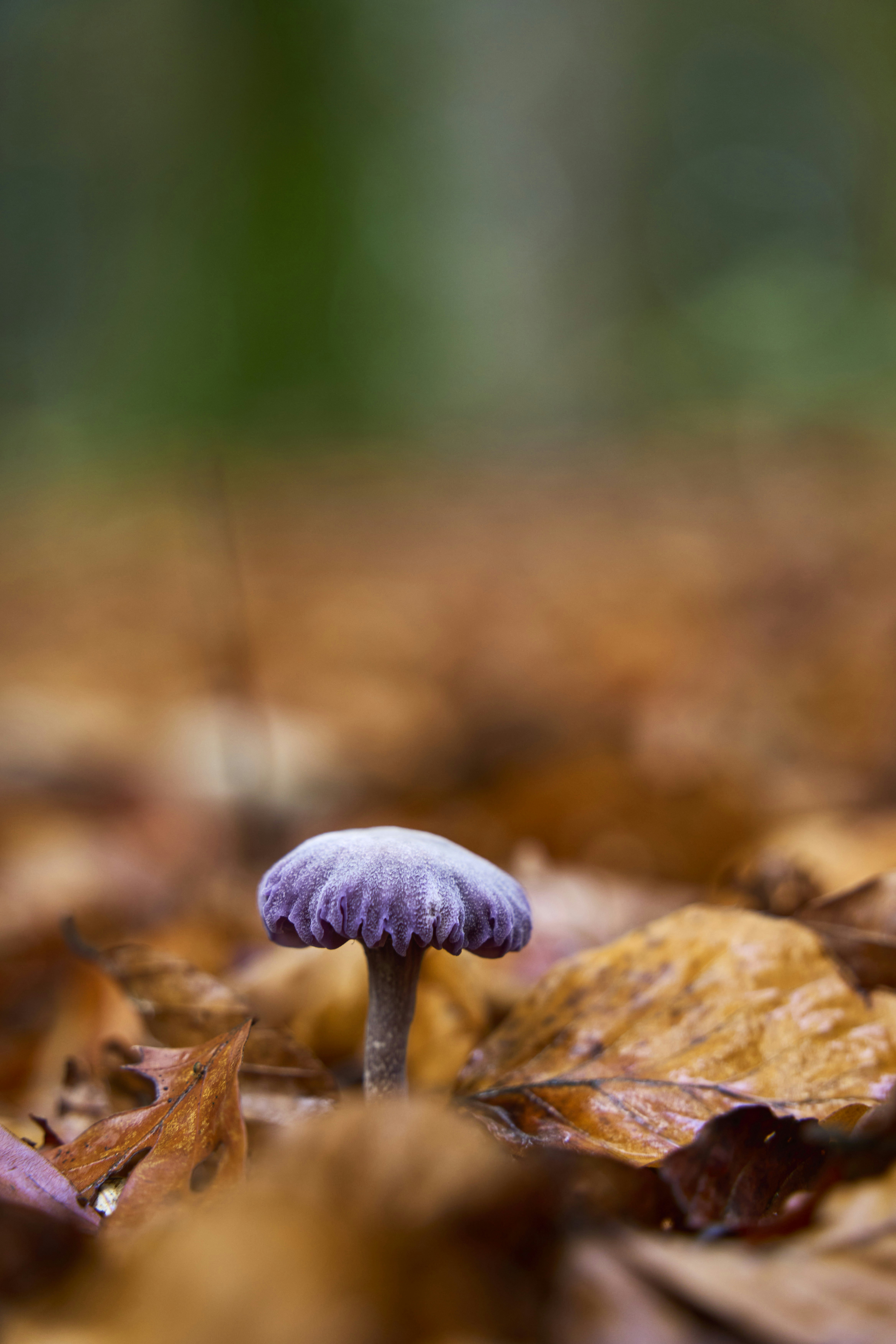 Purple-topped Mushroom Amid Autumn's Leaf Carpet
