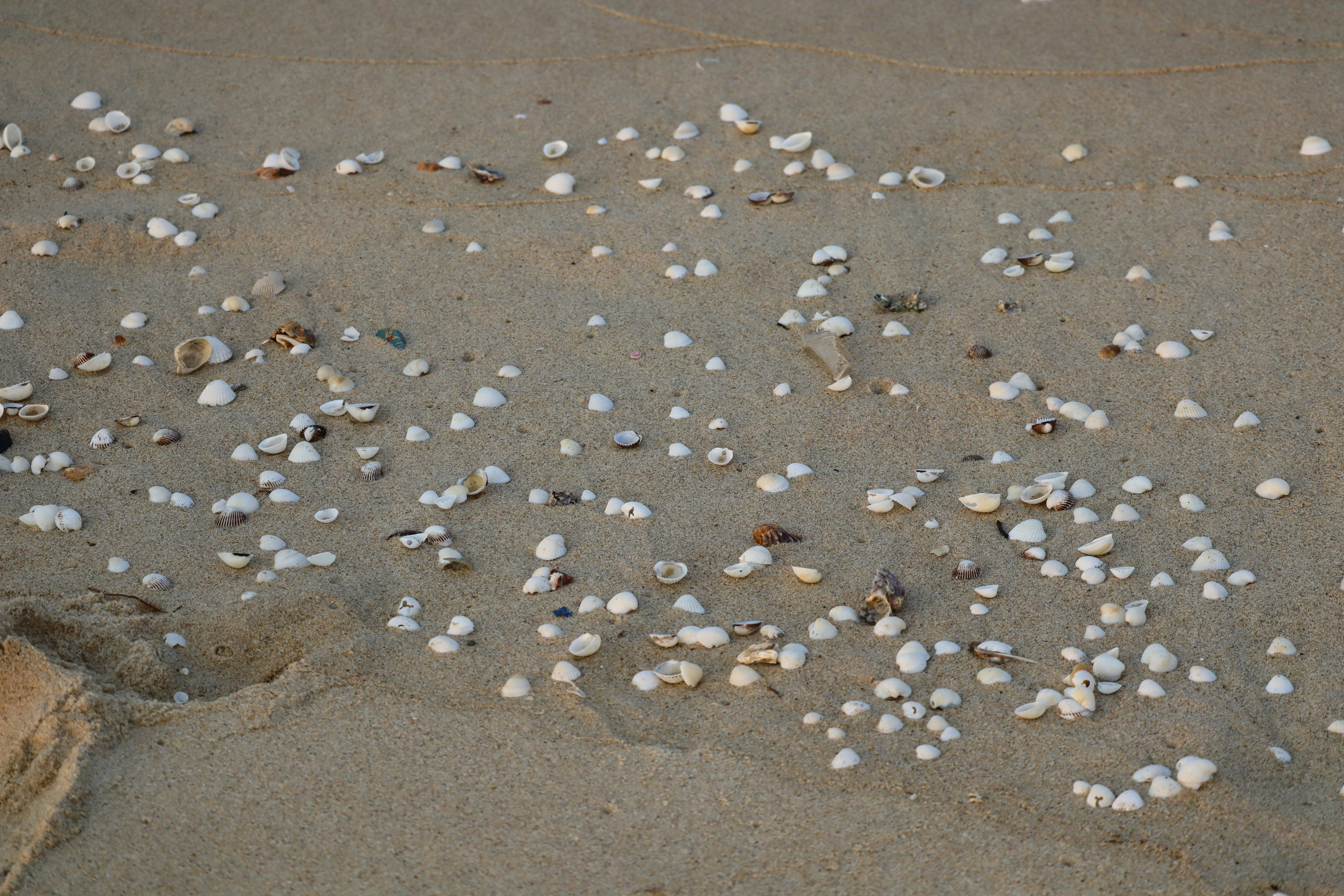 Shell Scatter Across Damp Sand: A Quiet Beach Study