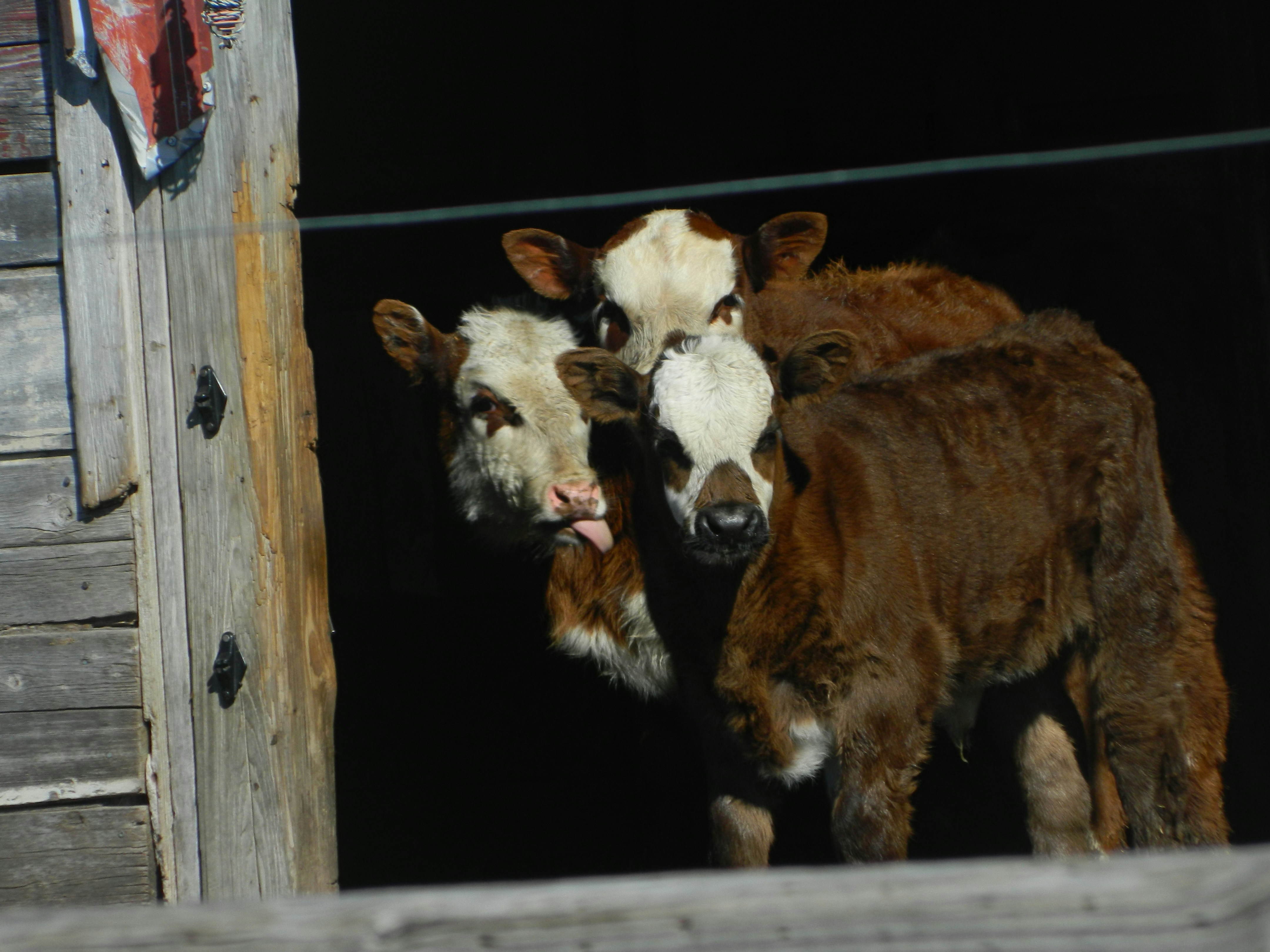 Three calves huddle in a barn. photo – Free Animals Image on Unsplash
