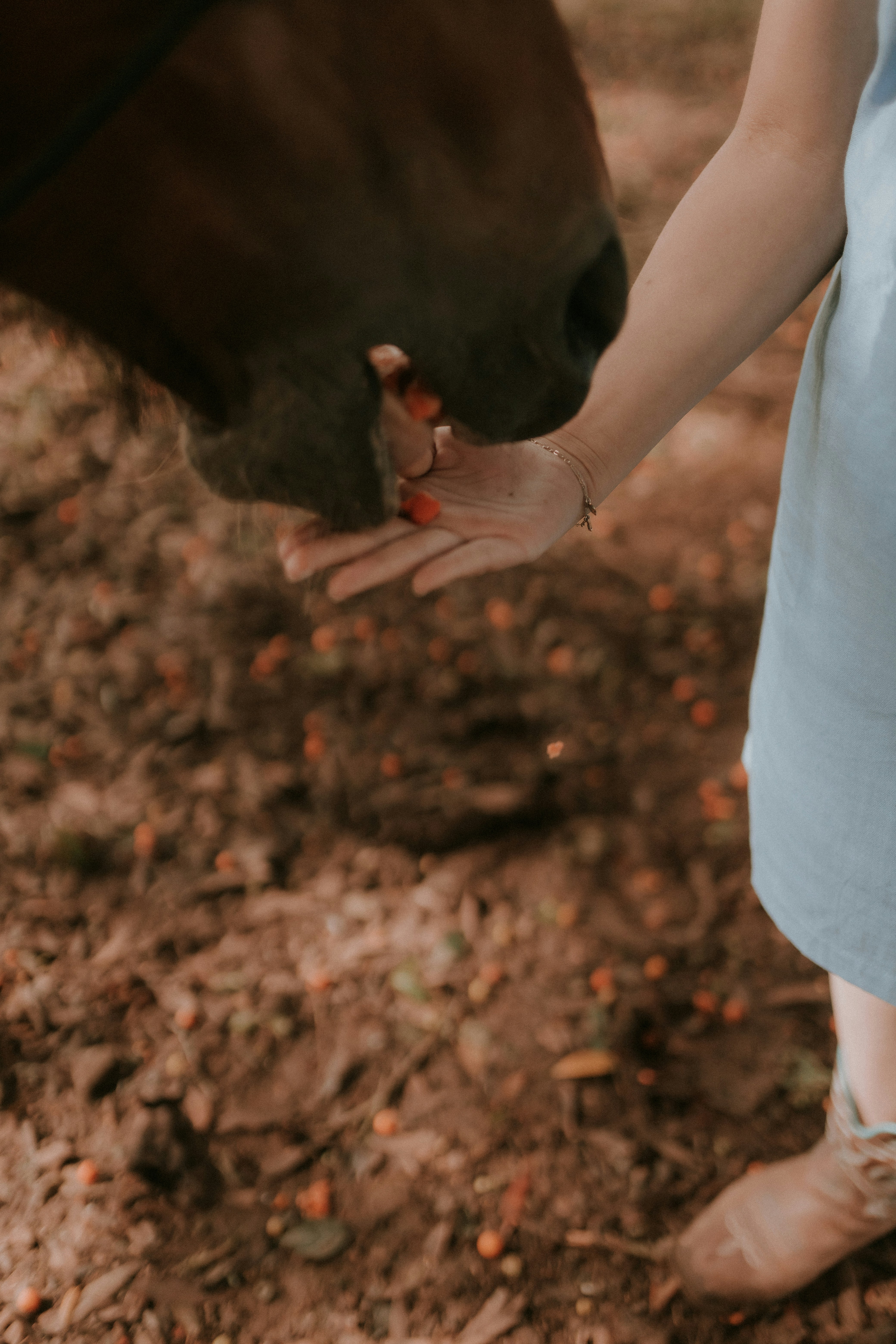 Carrot Gift: A Hand Feeding Moment Sparks a Gentle Horse Nuzzle