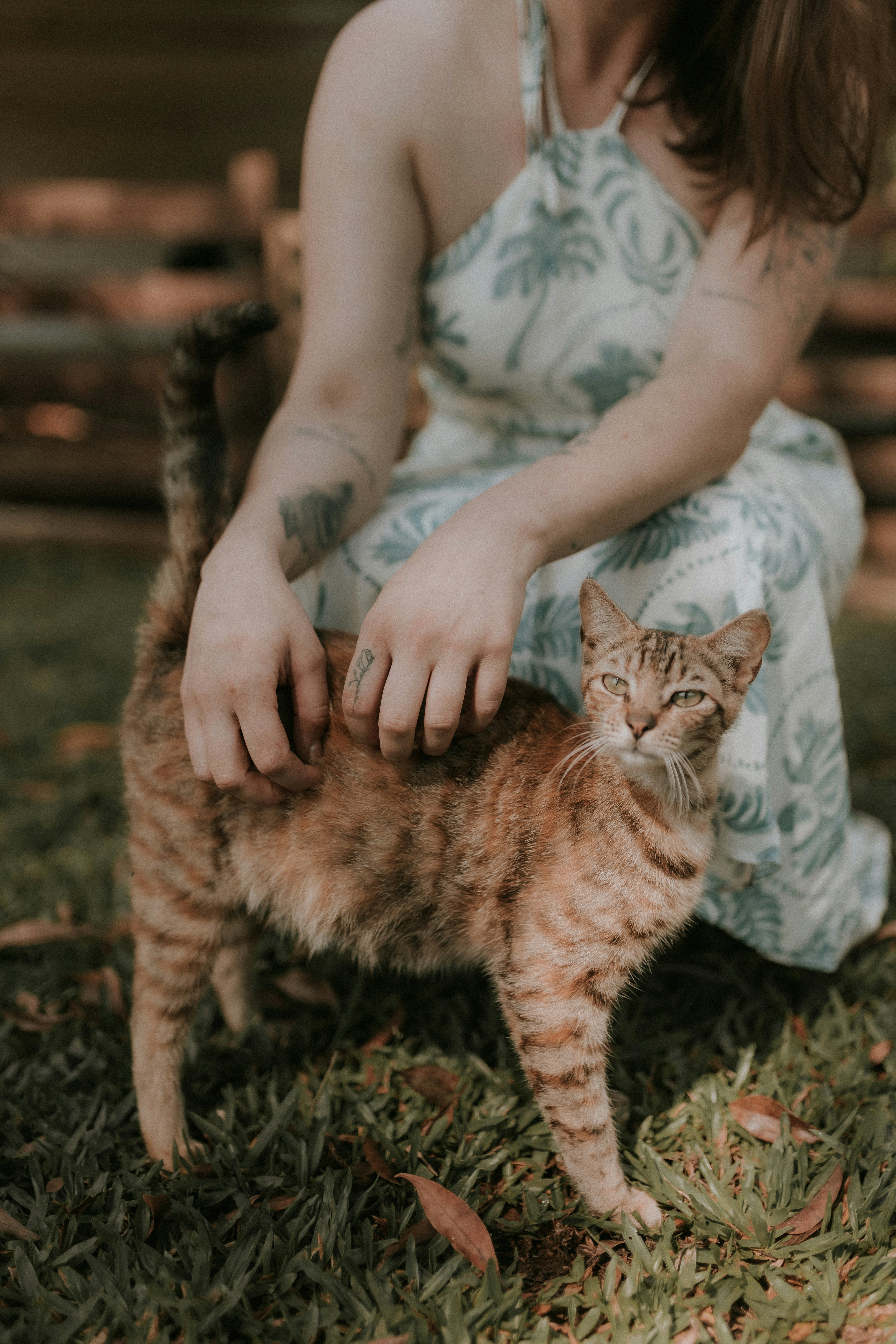 Cat and caretaker in a sunlit garden ritual