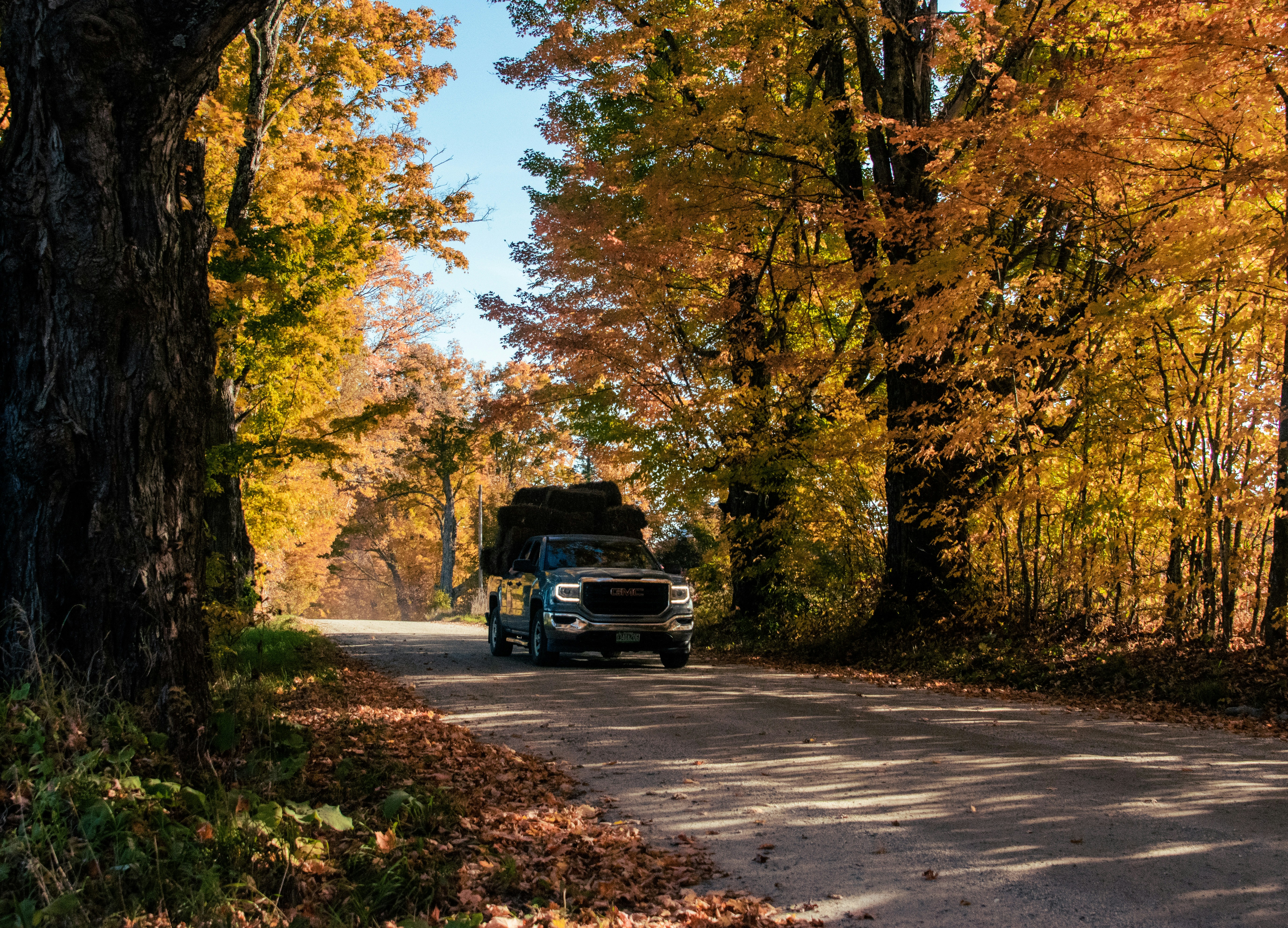 Blue SUV Navigates a Gold-Leaf Corridor