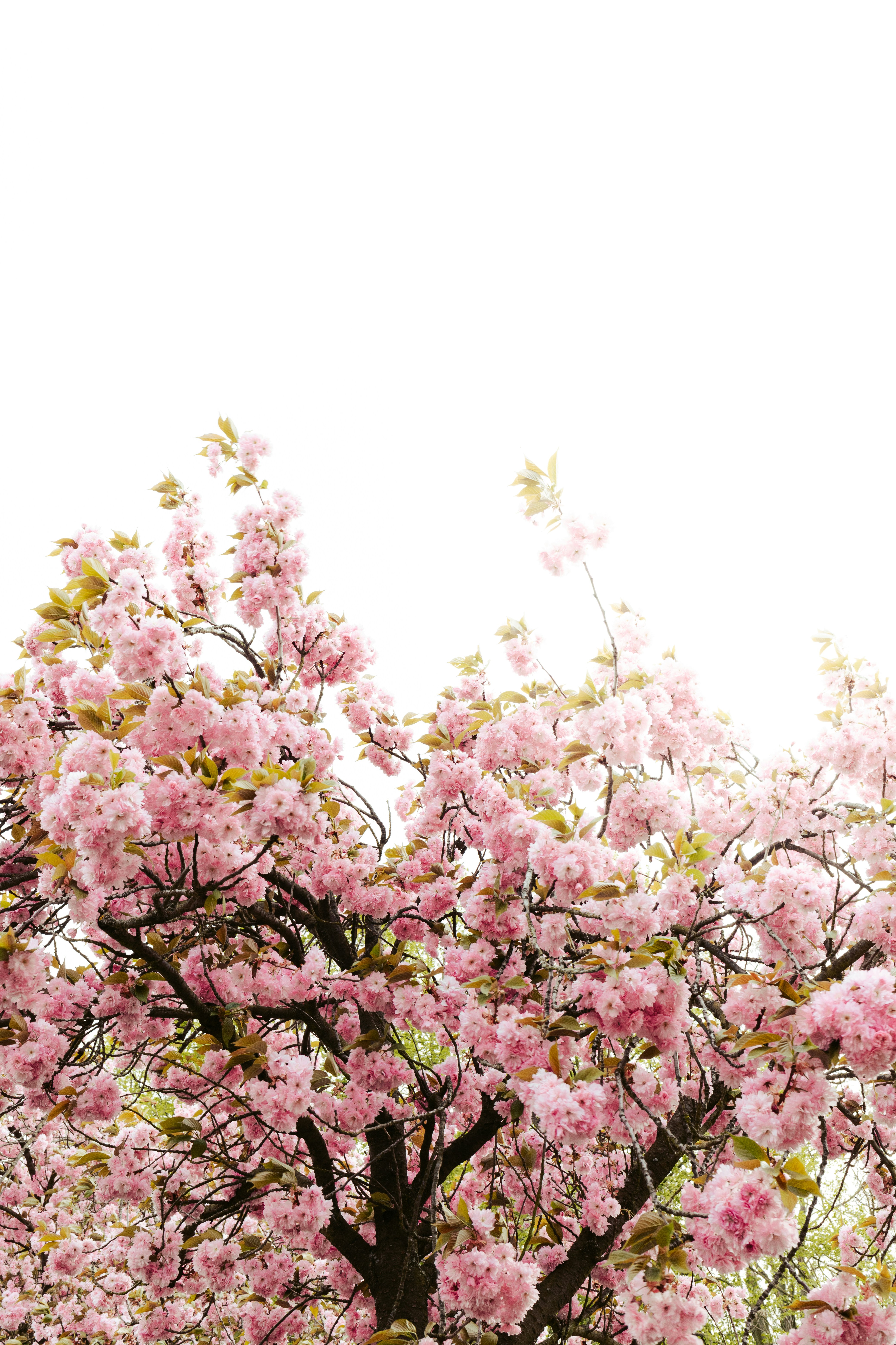 Cherry blossoms in full bloom under a bright sky.