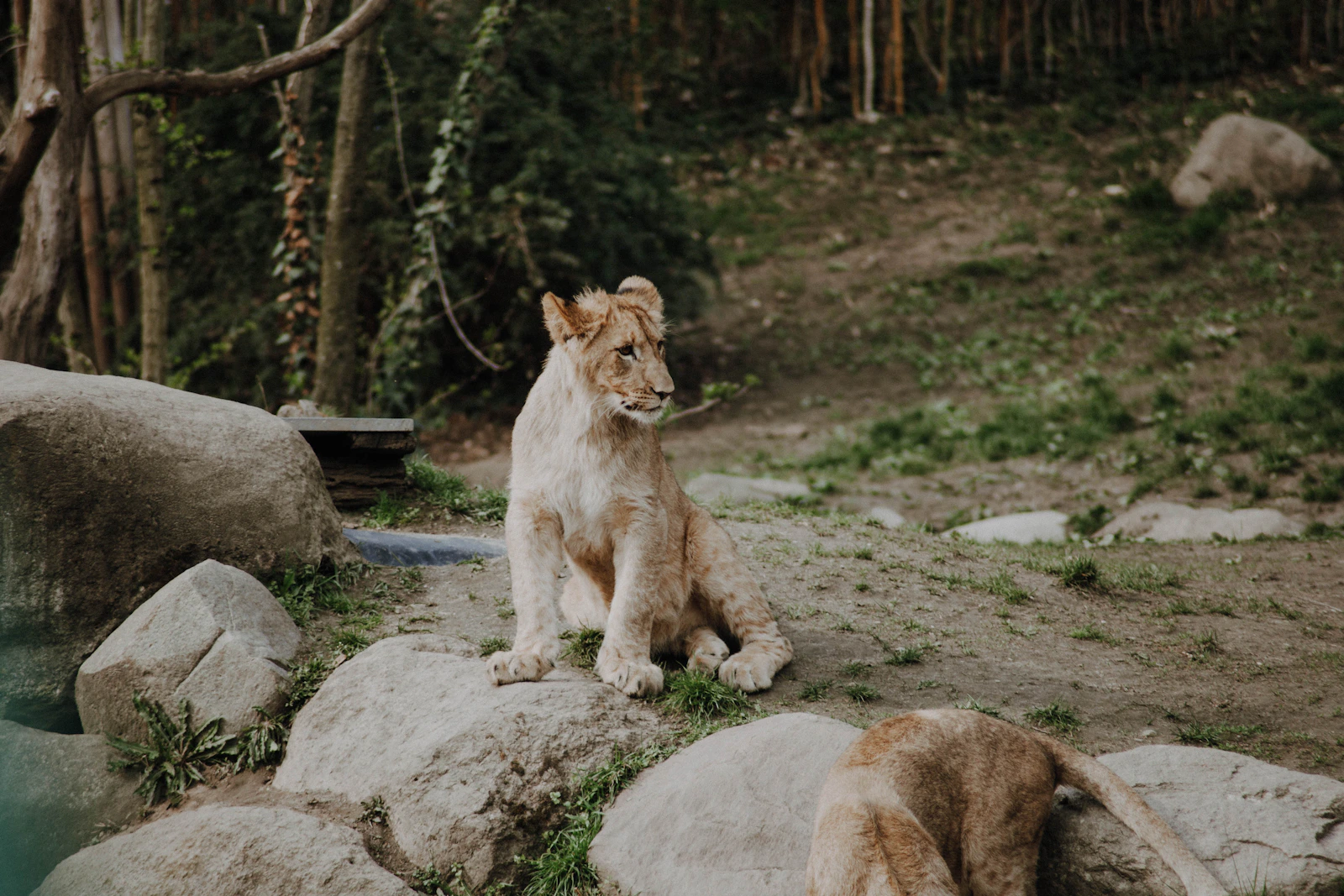 Lion Cub on a Sunlit Rock: Quiet Observation in a Rocky Enclosure