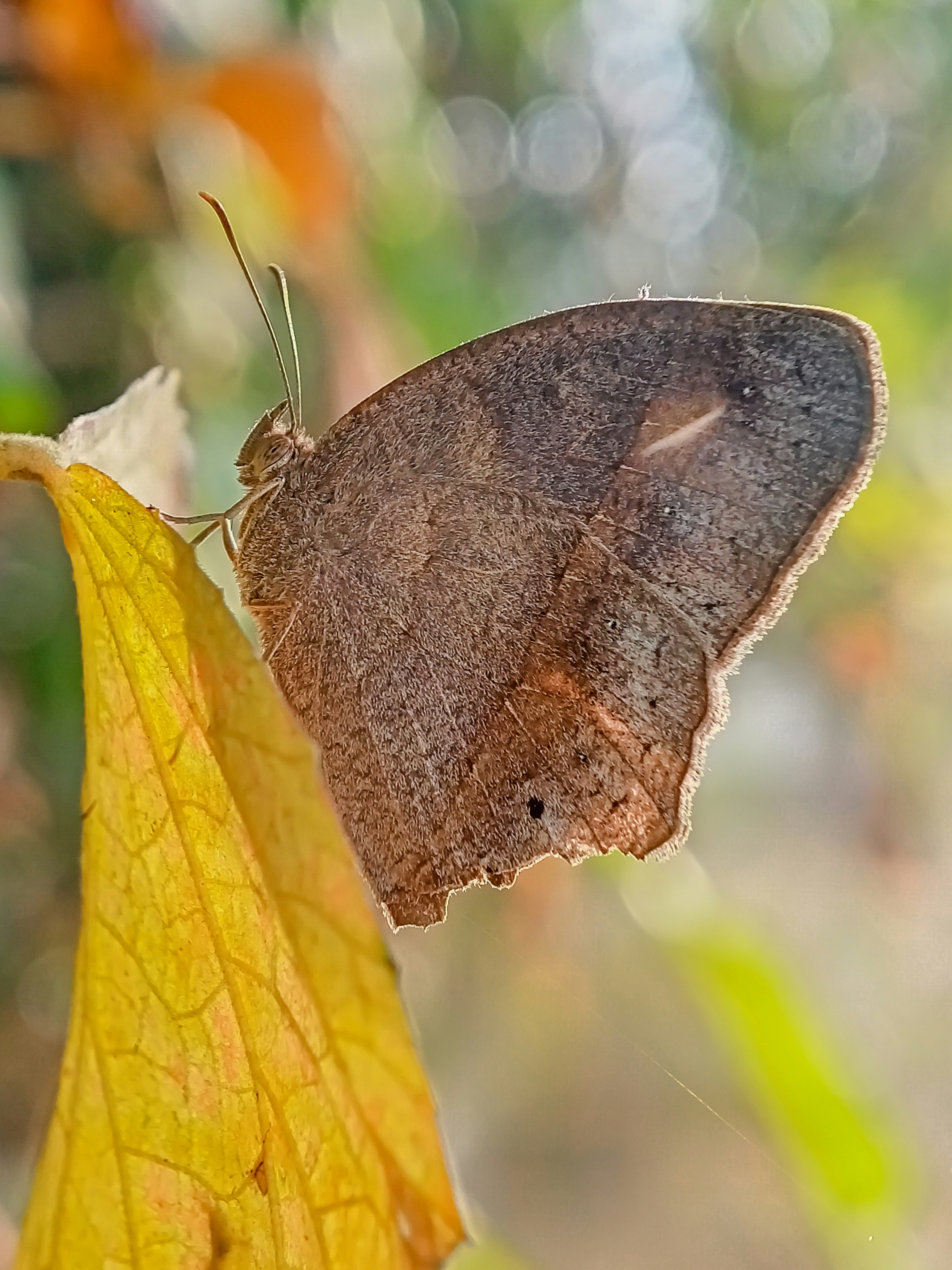 Macro photograph of a brown butterfly perched on a yellowing leaf. The soft background bokeh emphasizes the wing texture and subtle color tones.