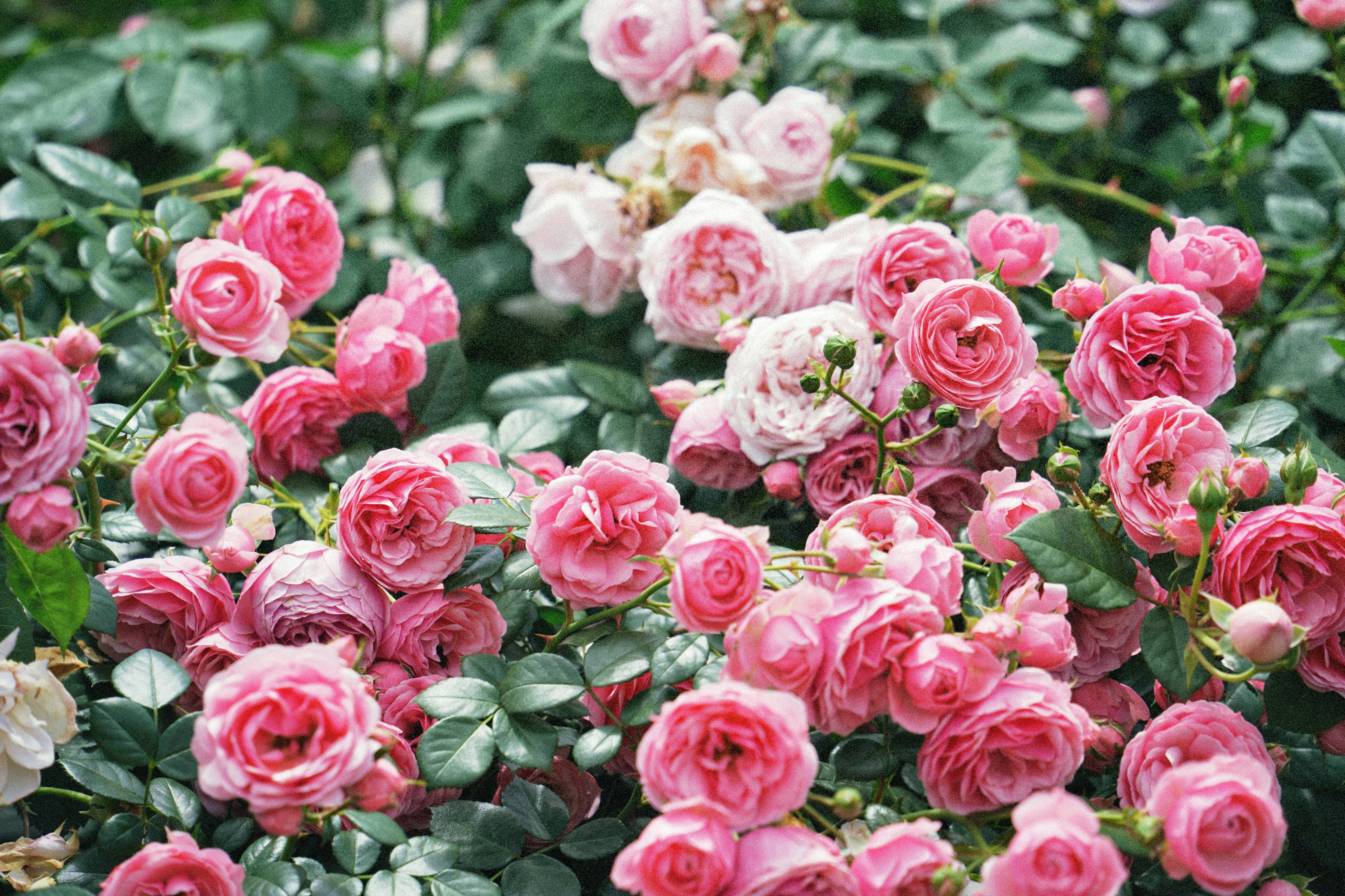 Pink roses bloom beautifully in a garden. photo – Free Flower Image on ...