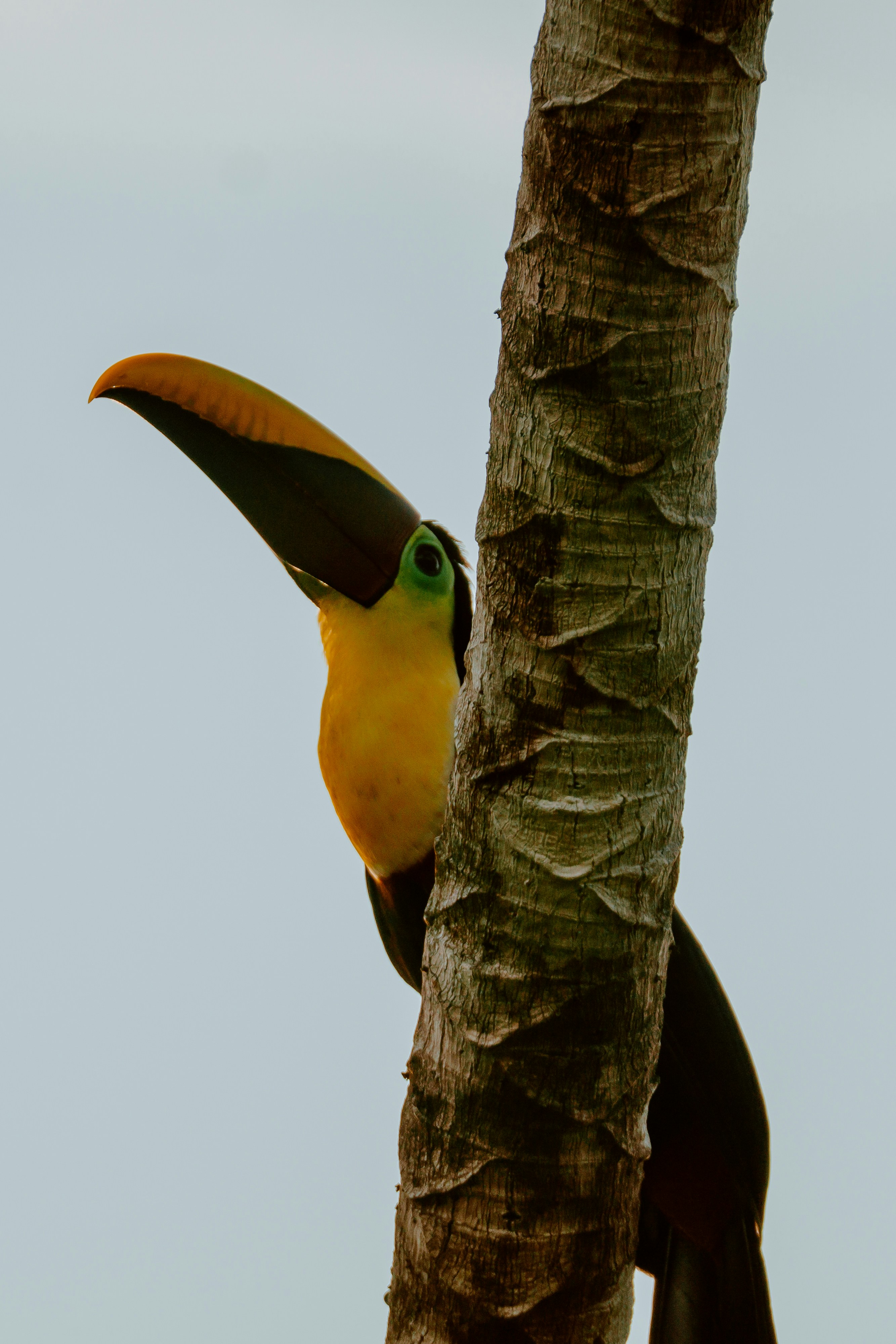Toucan peeking from behind a tree trunk with vibrant yellow and green plumage against a pale sky.