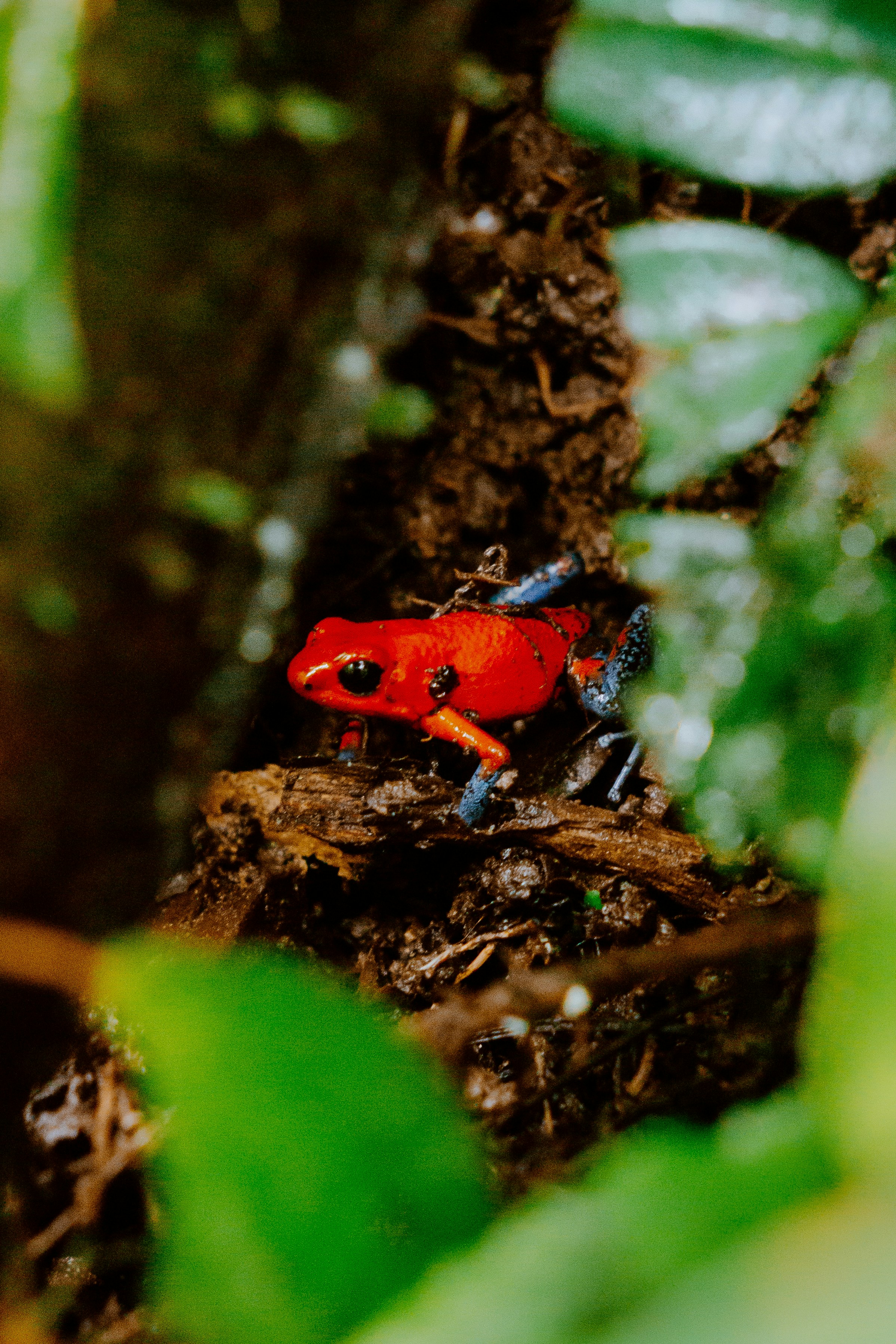 Une grenouille rouge vif se perche au milieu de la verdure. photo ...