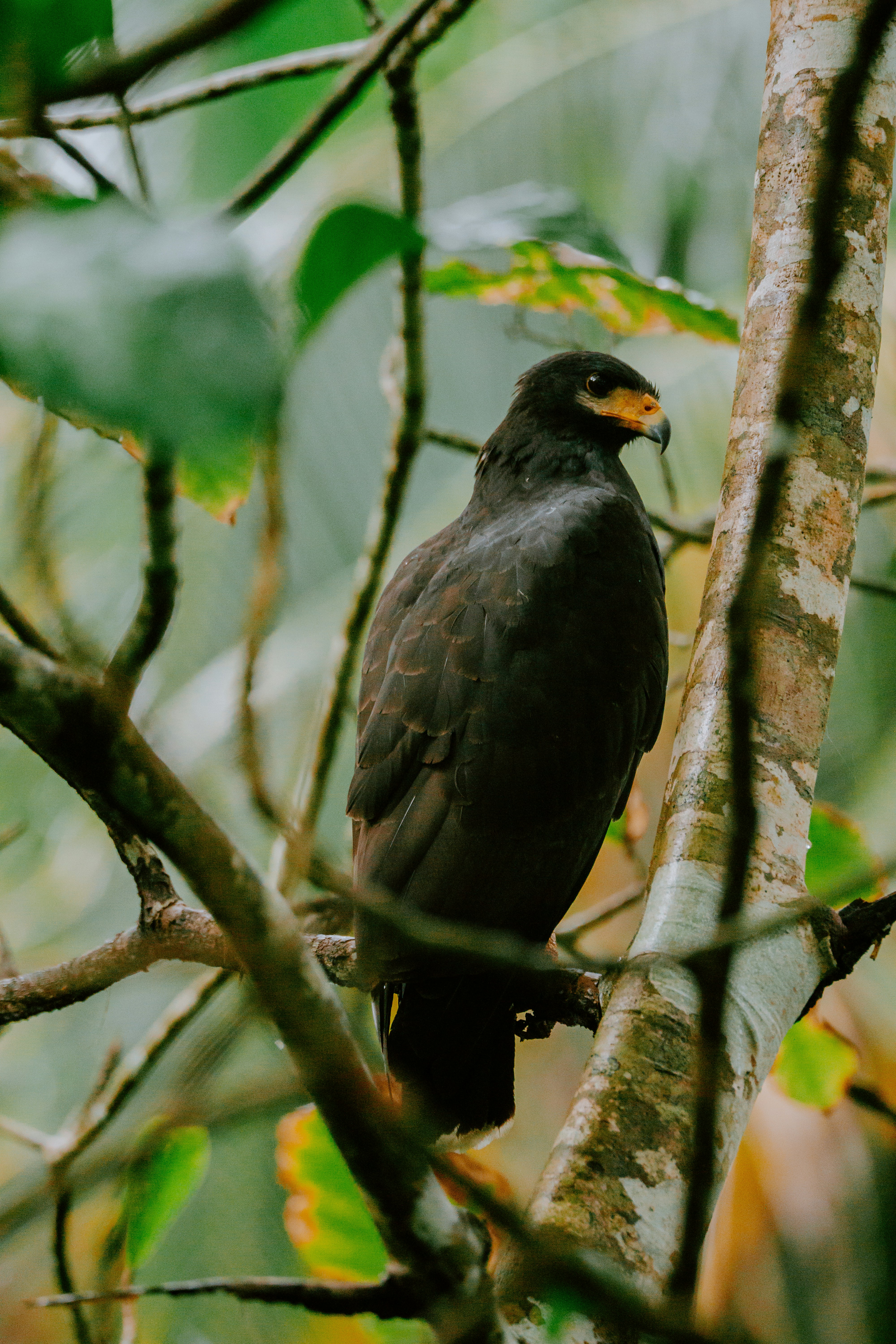 Dark-feathered bird perched among lush green and brown branches in a dense forest.