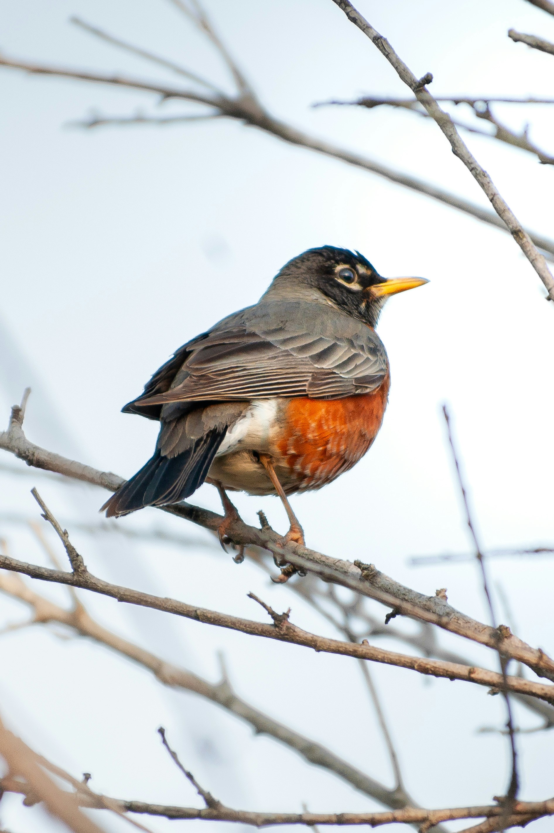 American robin perched on a branch against a softly blurred background.