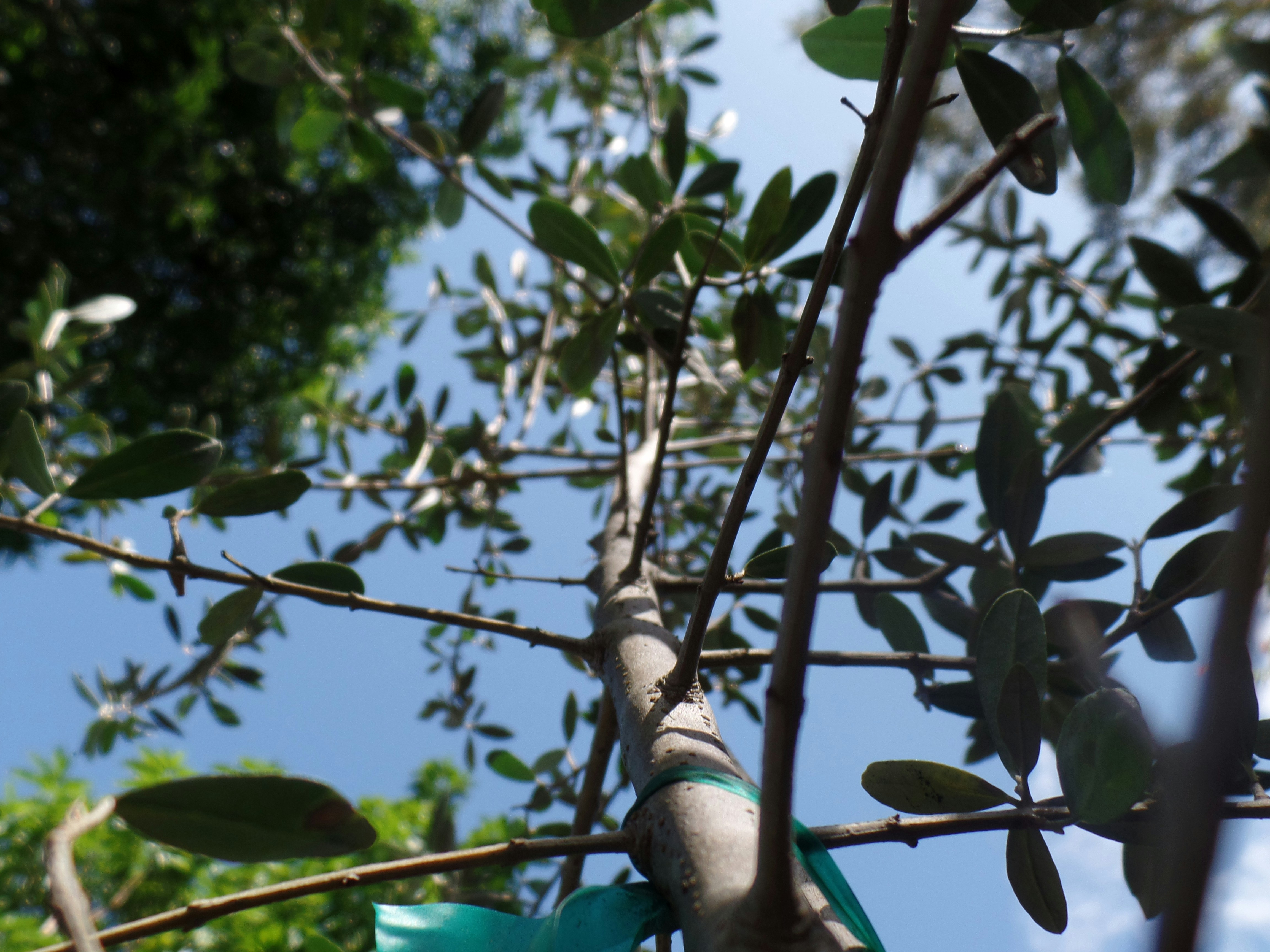 Upward view of a tree branch with green leaves against a clear blue sky.