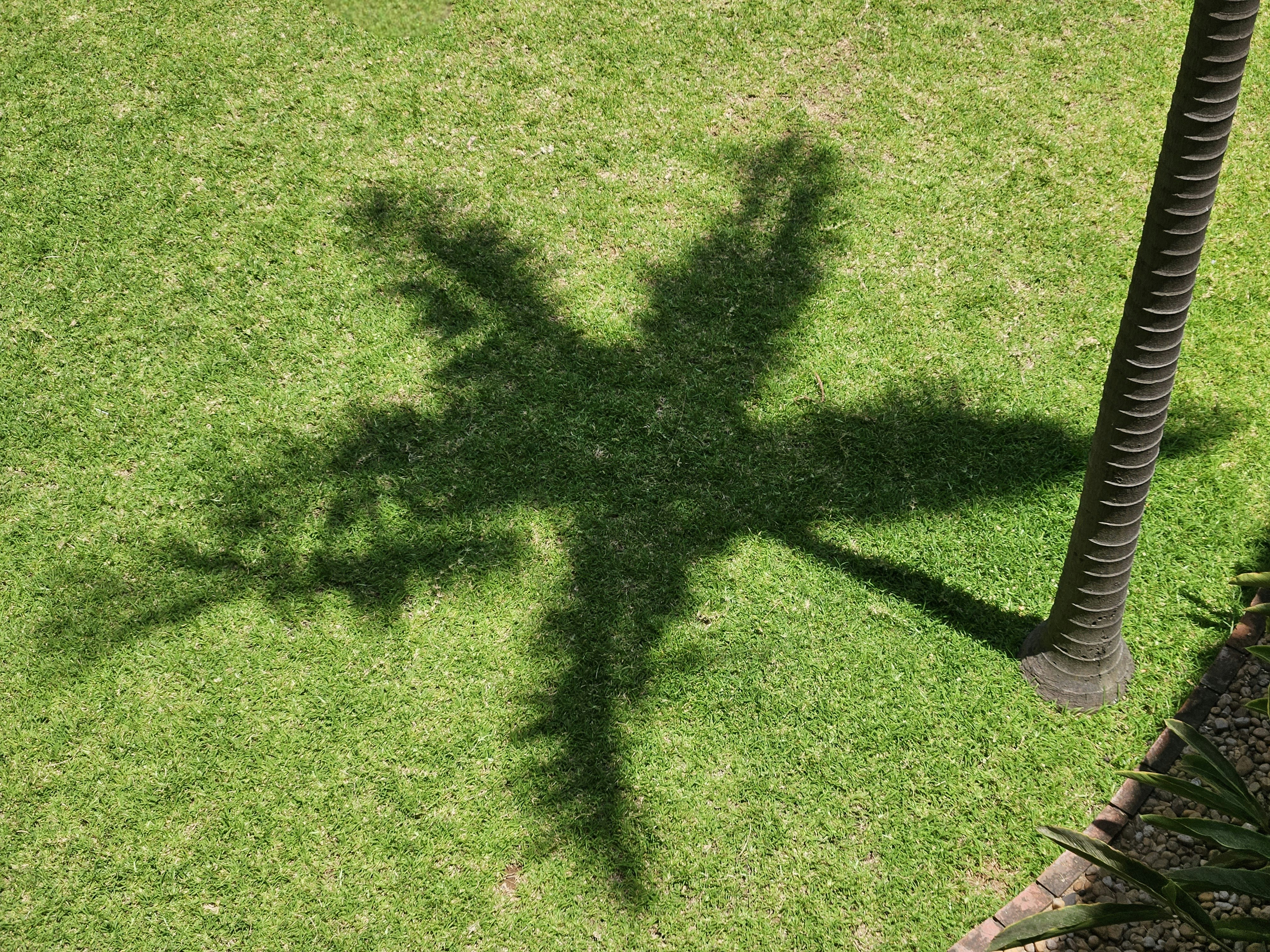 Photograph of a palm tree shadow stretched across a green lawn, with a lamp post silhouetted on the right.