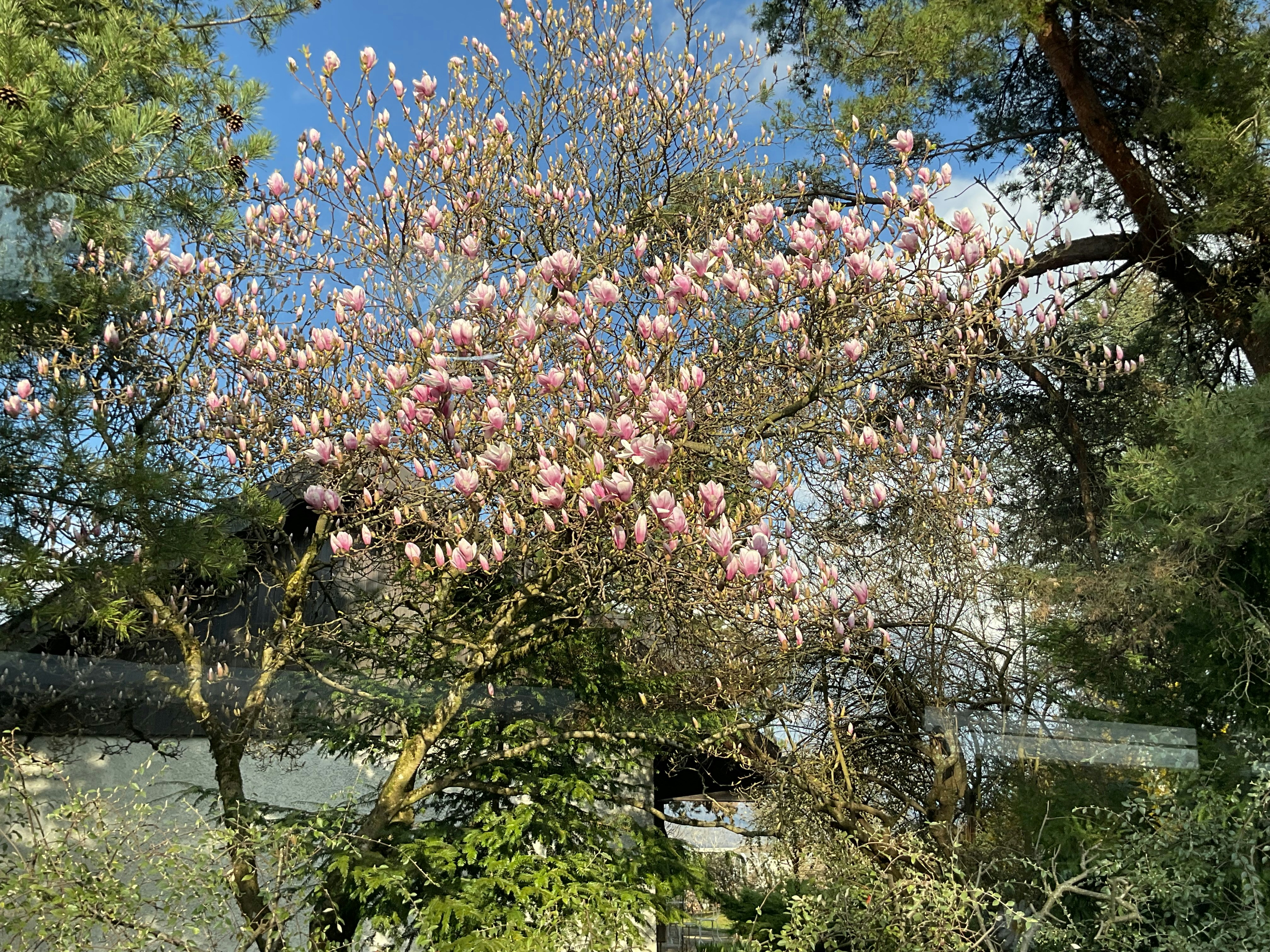 Petal Peaks: A Pink Canopy Over a Serene Riverside