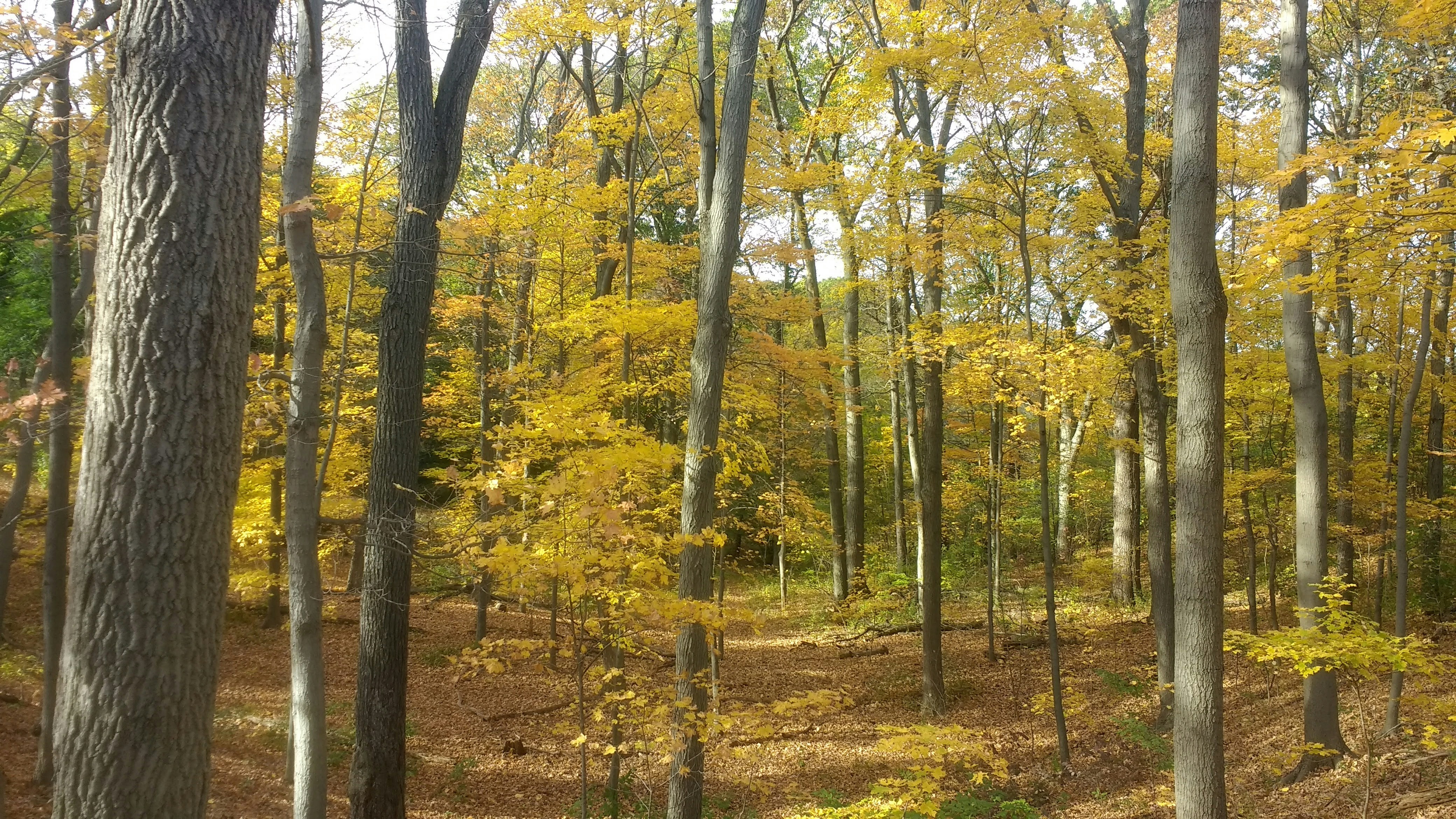 Autumn Trail Through a Quiet Forest